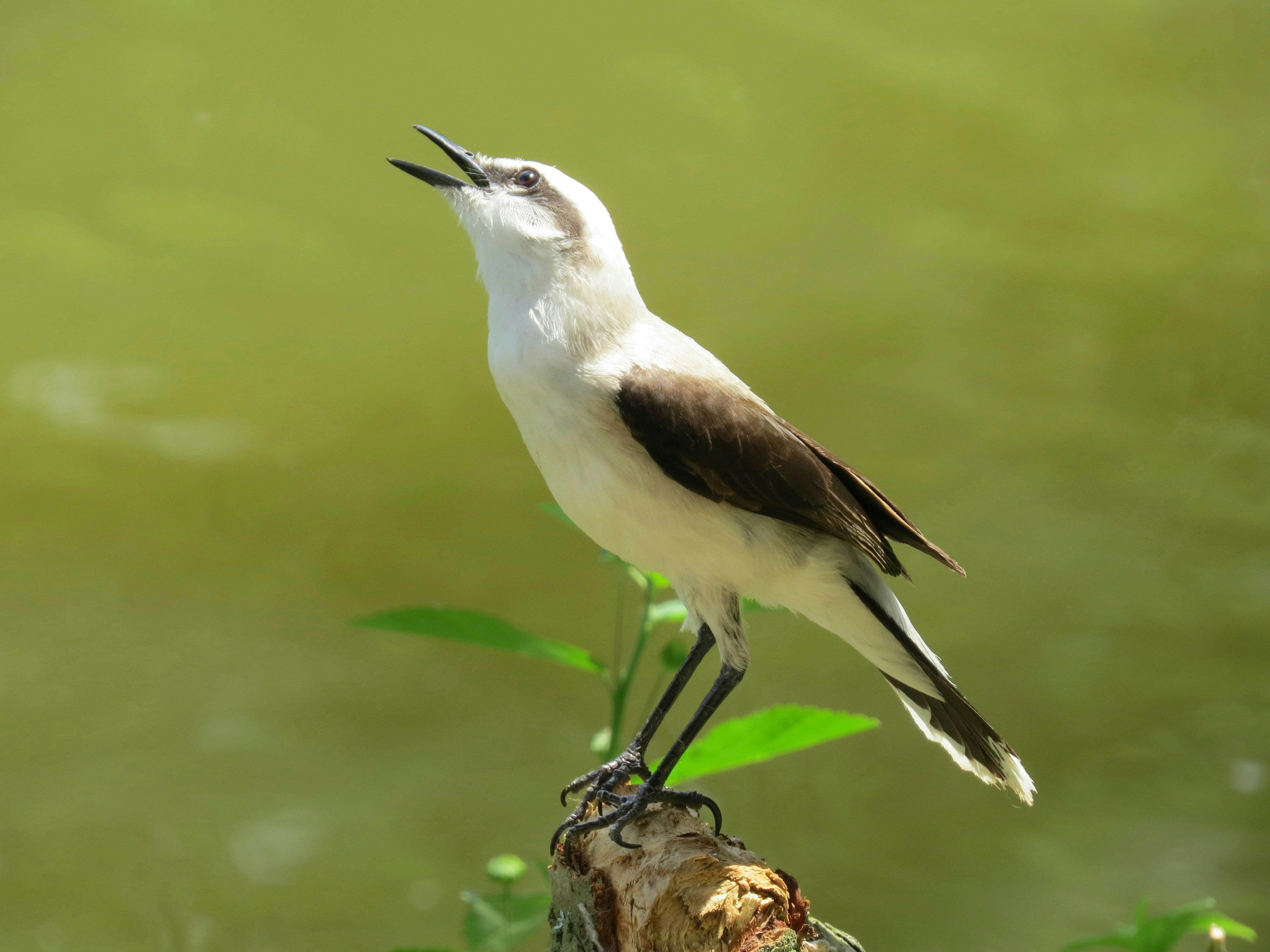 Perched Ibis Screams: A White-Bellied Composer on a Muddy Post
