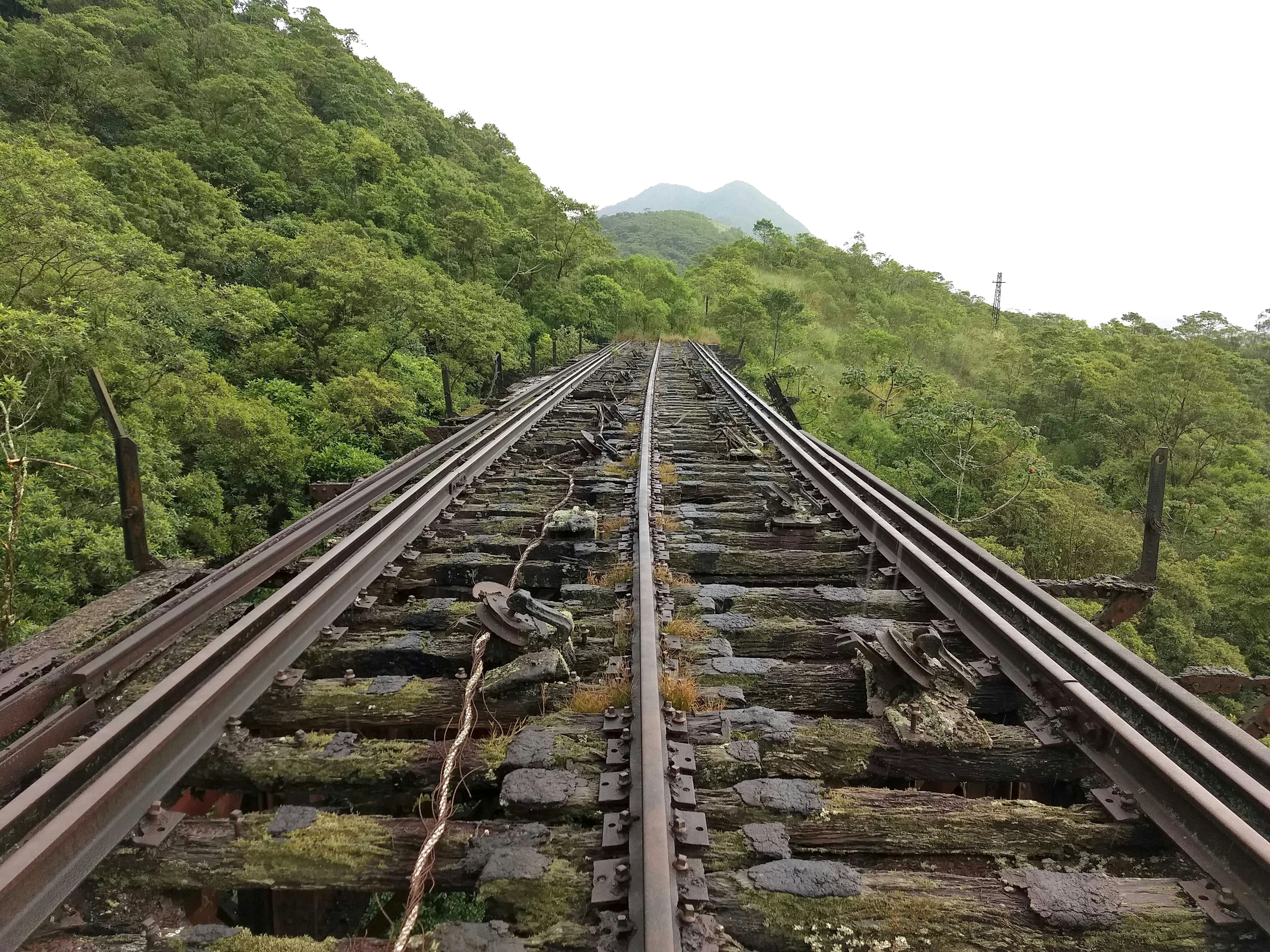 Weathered railway tracks disappearing into lush greenery, illustrating nature reclaiming human infrastructure.