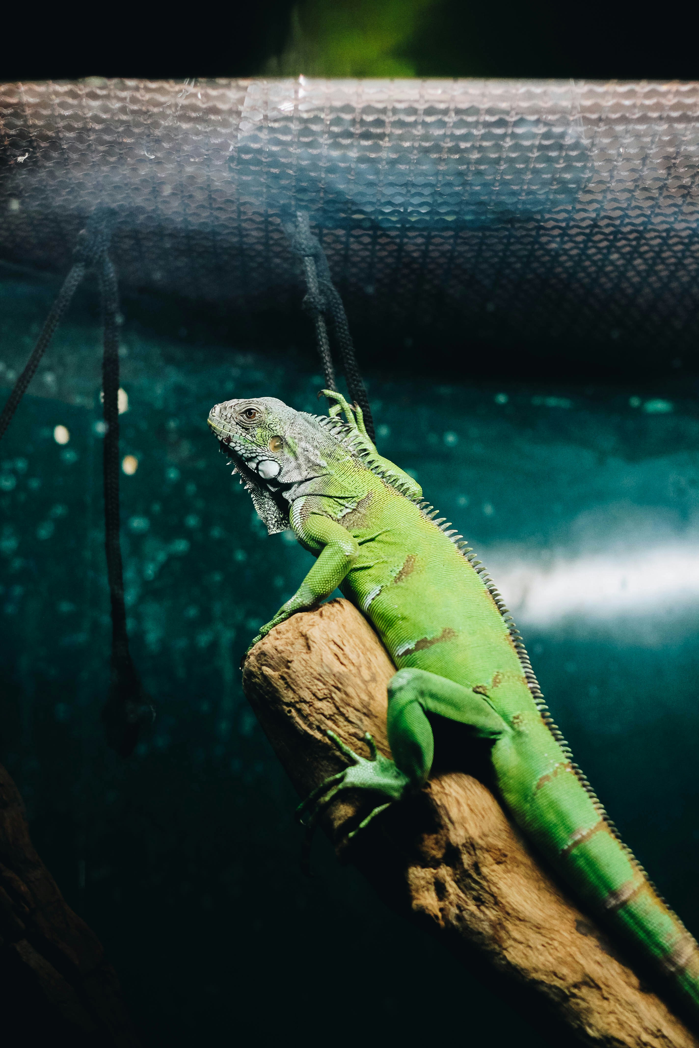 Green iguana resting on a branch inside a terrarium, showcasing its vibrant scales against a dark background.