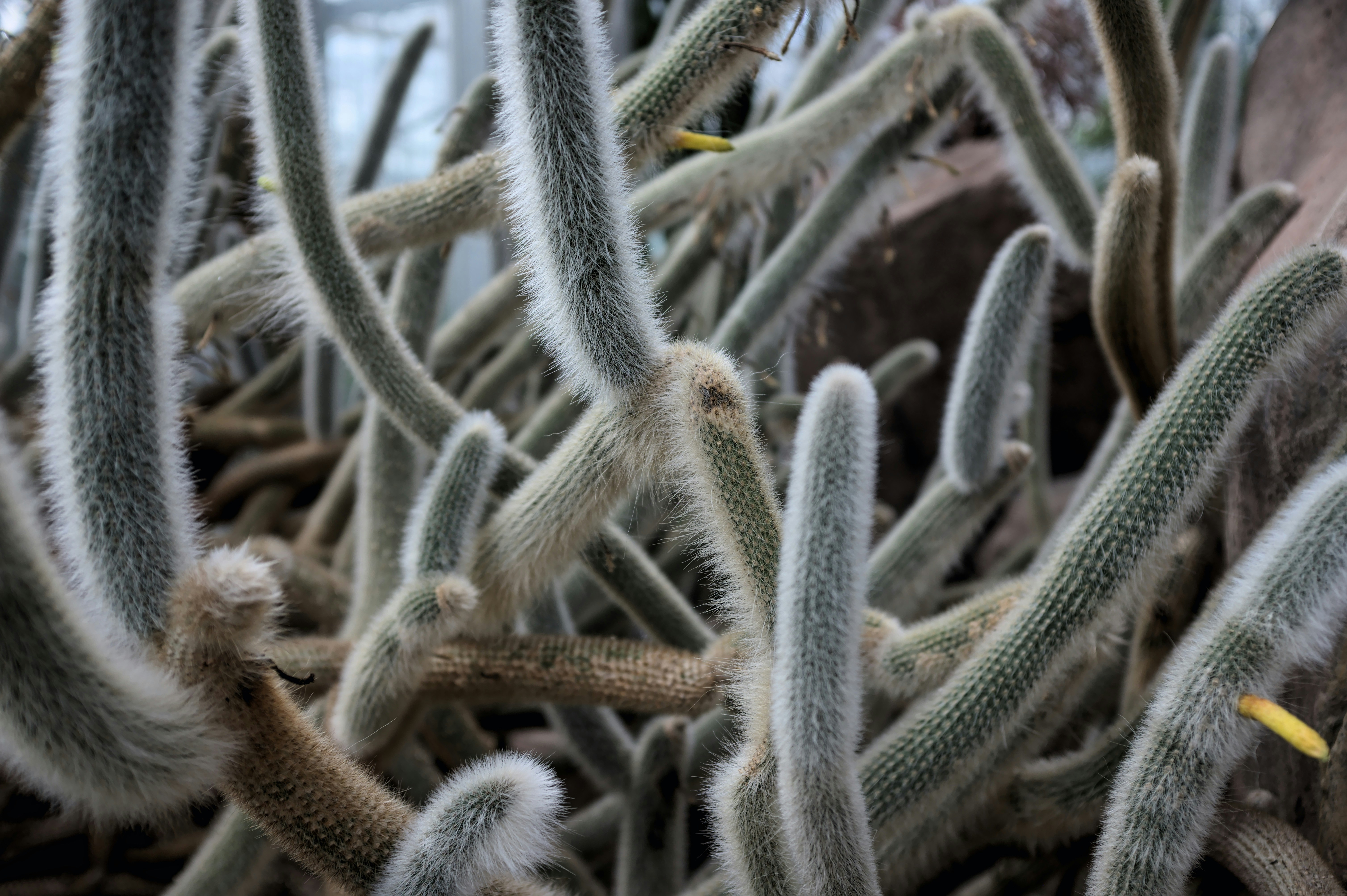 Close-Up of Fuzzy Cactus Stems in a Greenhouse - A cluster of long, white, fuzzy cactus stems grow closely together. The stems are mostly vertical but curve slightly to create a dense, tangled pattern. Some of the stems have brown patches or spots, indicating age or dryness. The background is out of focus, showing hints of a blurred, white environment, likely a greenhouse or indoor garden.