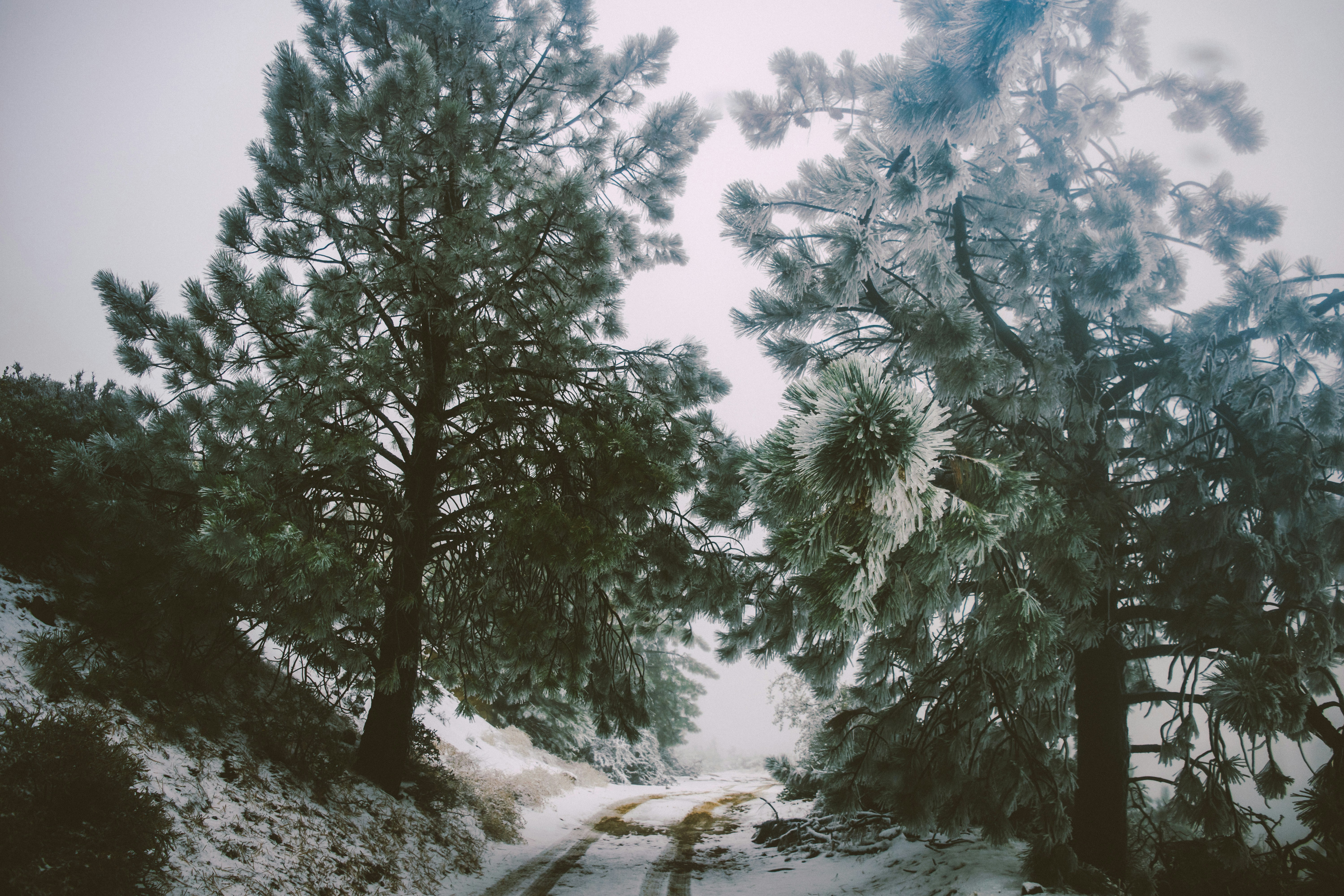 Vanishing Path Through Frosted Pines