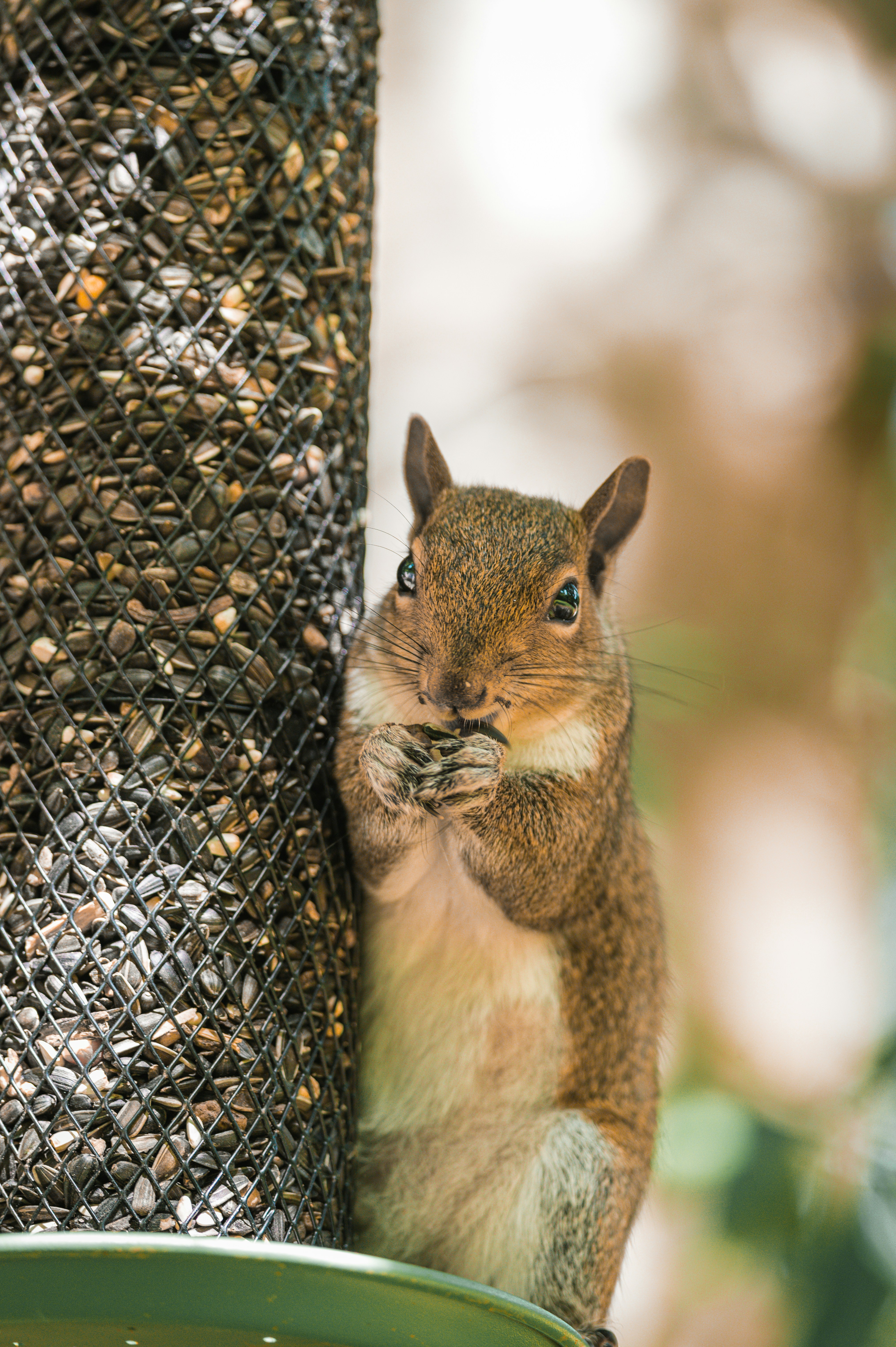 A squirrel curiously holds seeds while perched beside a bird feeder, showcasing its intricate fur details and expressive features.