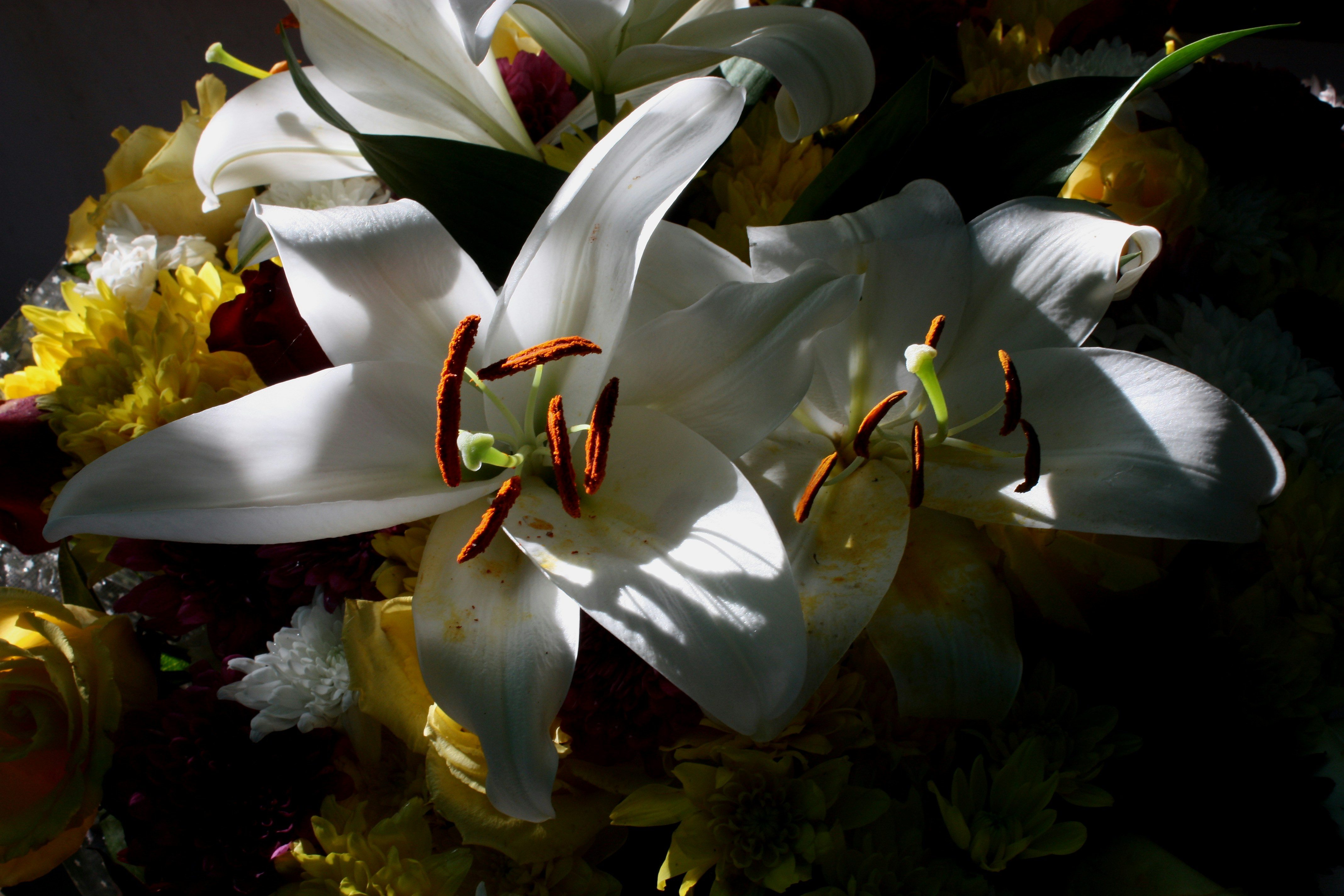 Spotlight on a Snow Lily: Starlit Stamens Amid a Velvet Bouquet