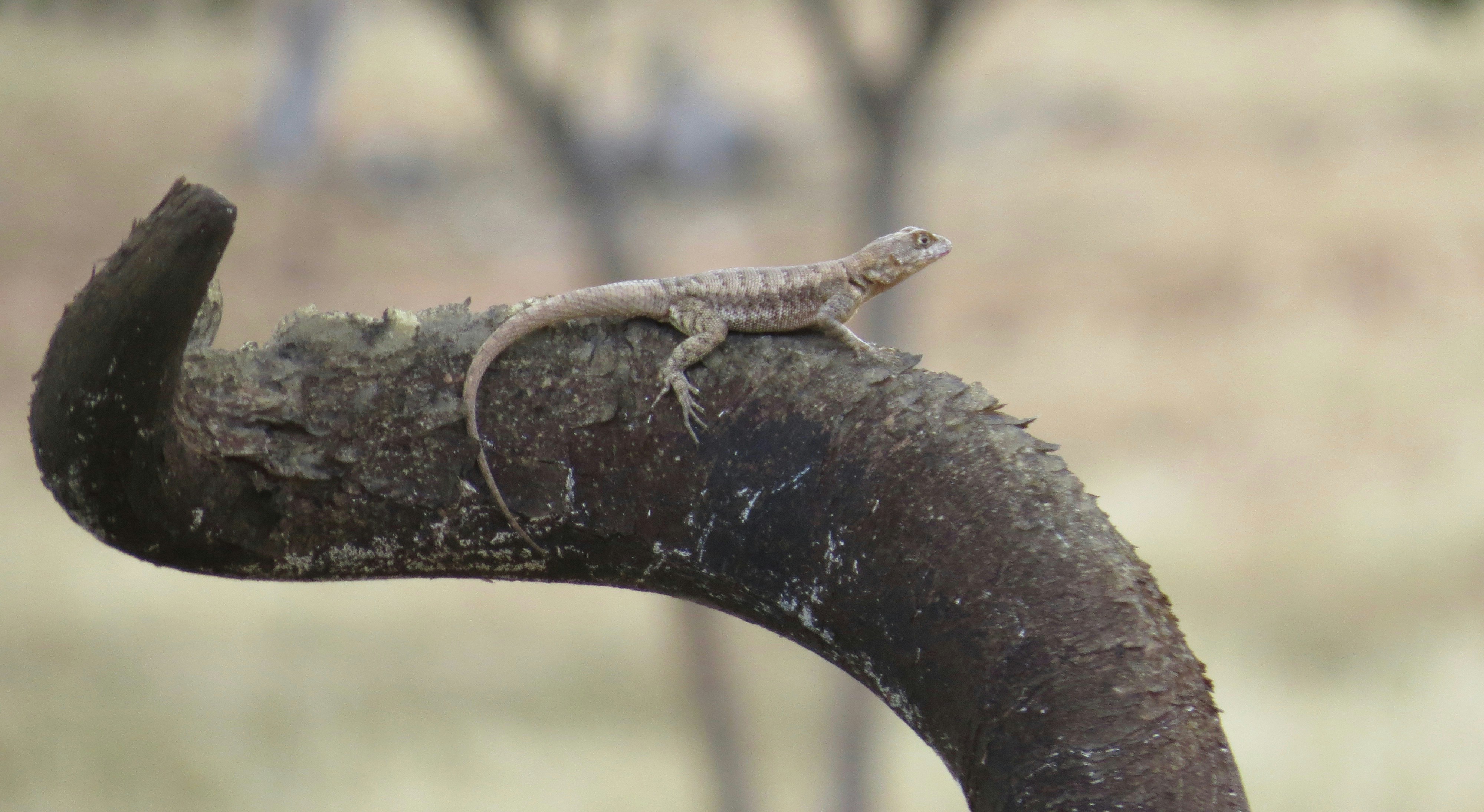 Brown lizard perched on a weathered, curved branch during daytime.