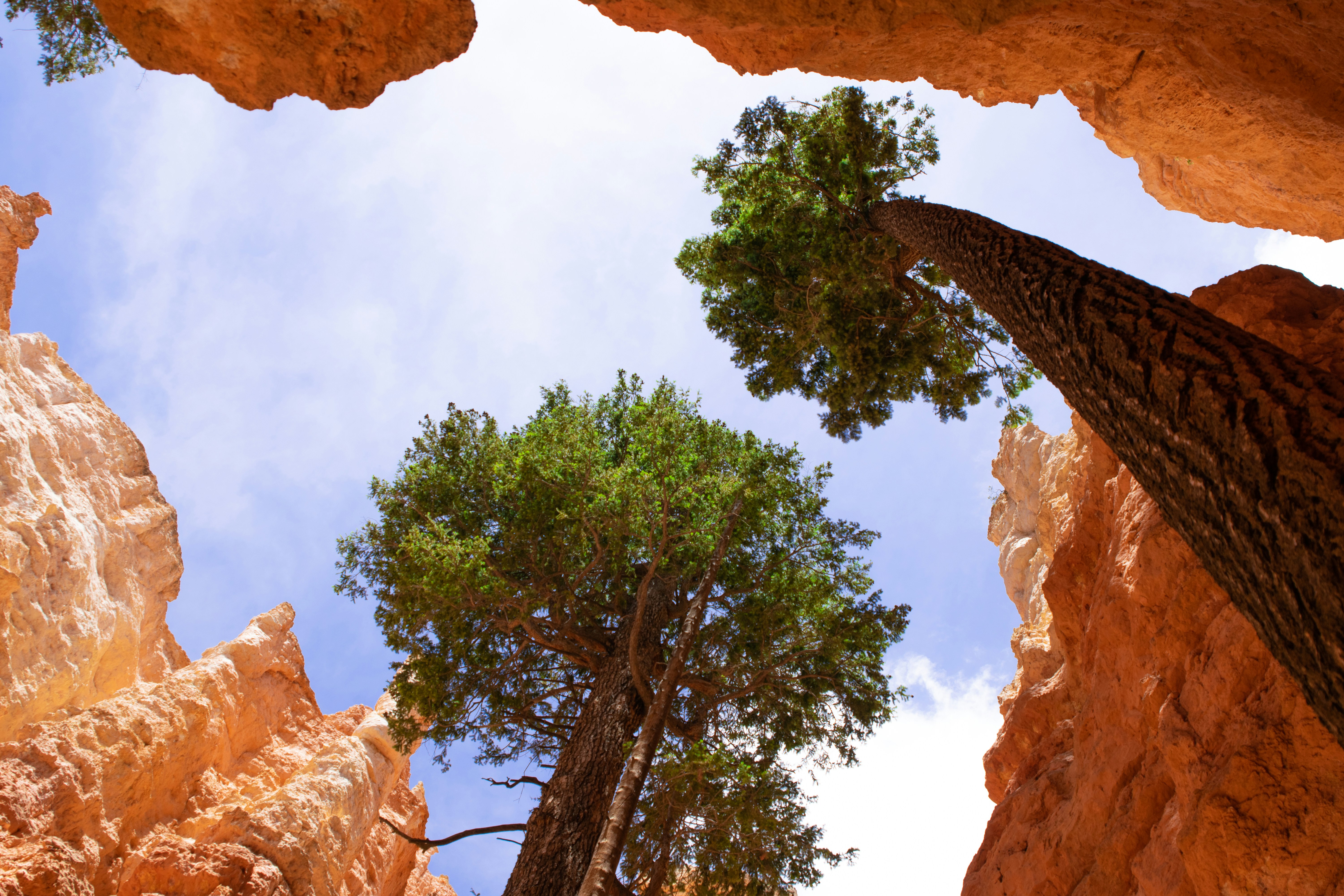 Tall green trees rising between towering red rock formations under a clear blue sky.