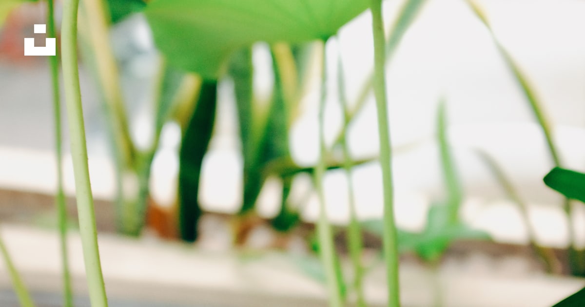 Flor Rosada Con Hojas Verdes Foto Imagen De Planta Gratuita En Unsplash