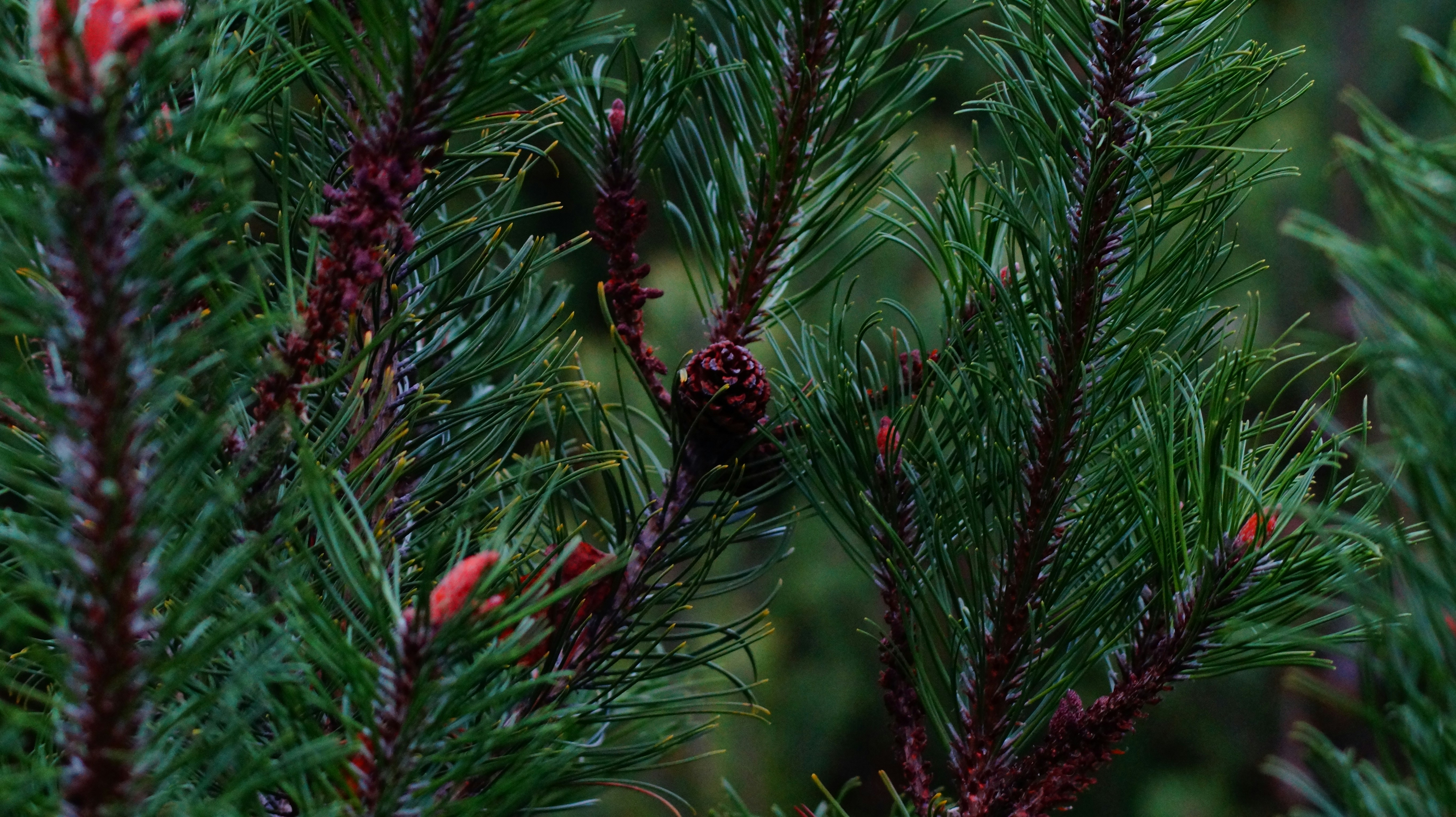 Photo by Fakhriddin Mamadaliyev with Sony Alpha 58