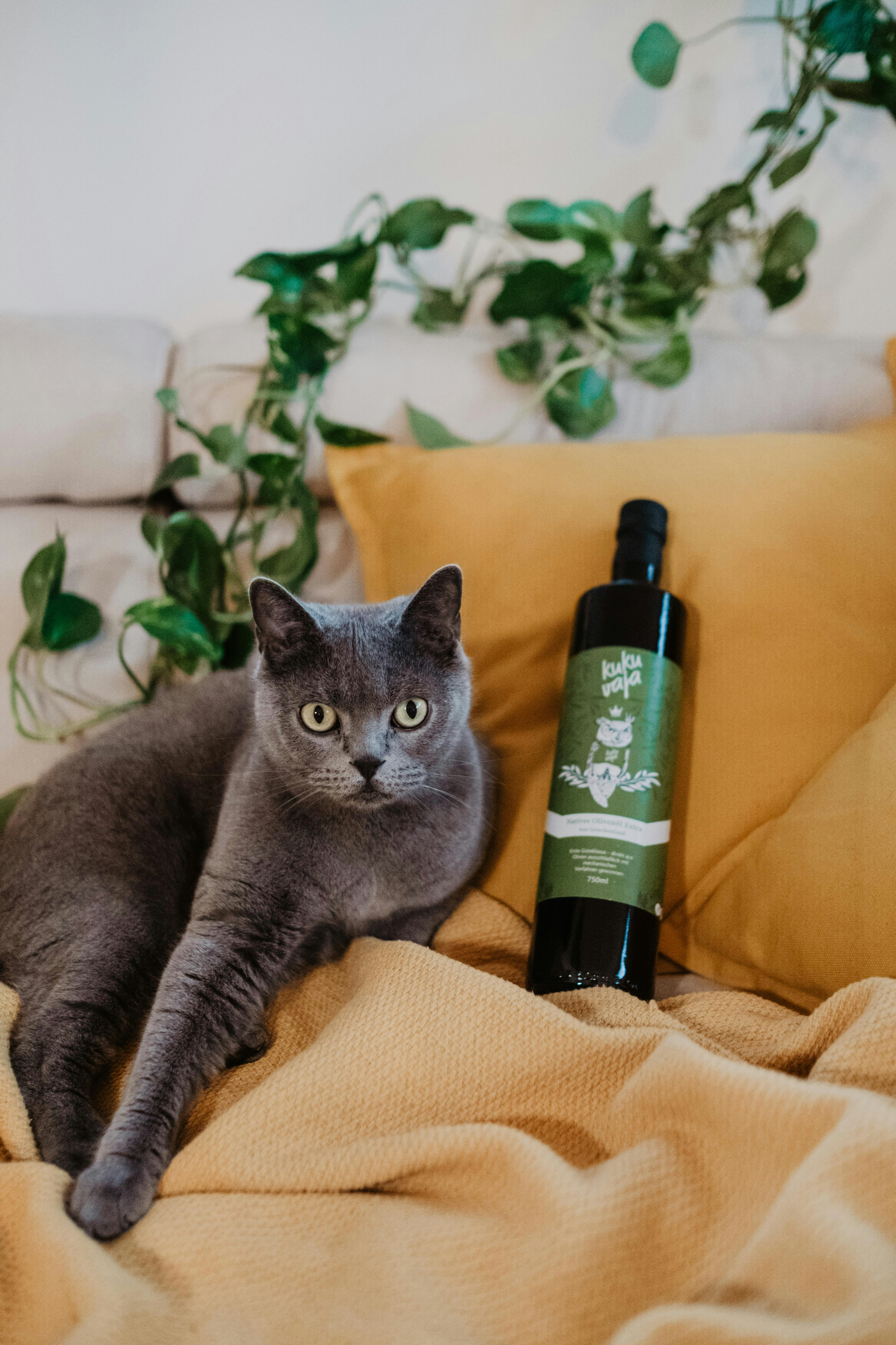 Cozy Companions: Feline and Fine Wine