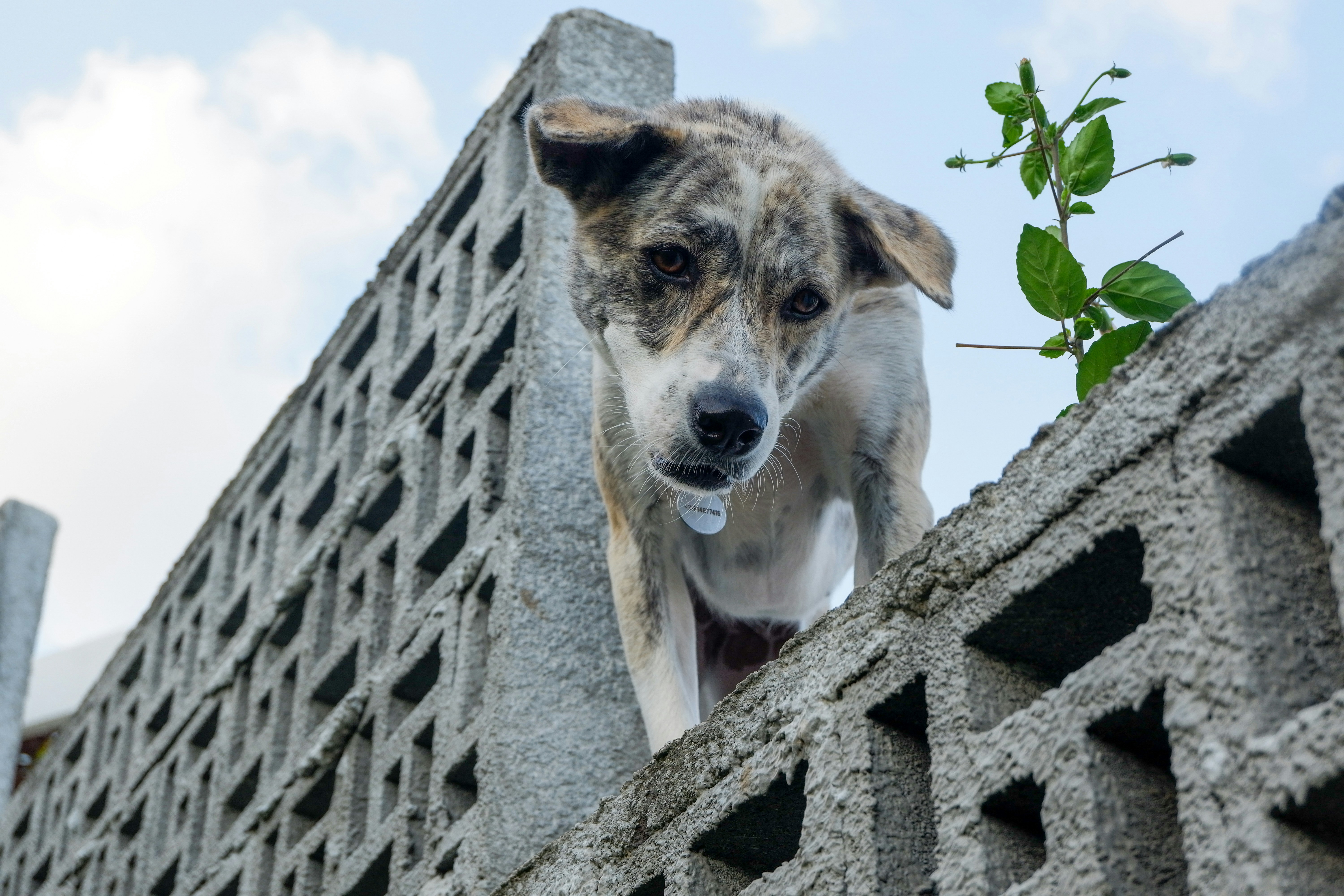 Curious Shelter Dweller on a Concrete Ledge