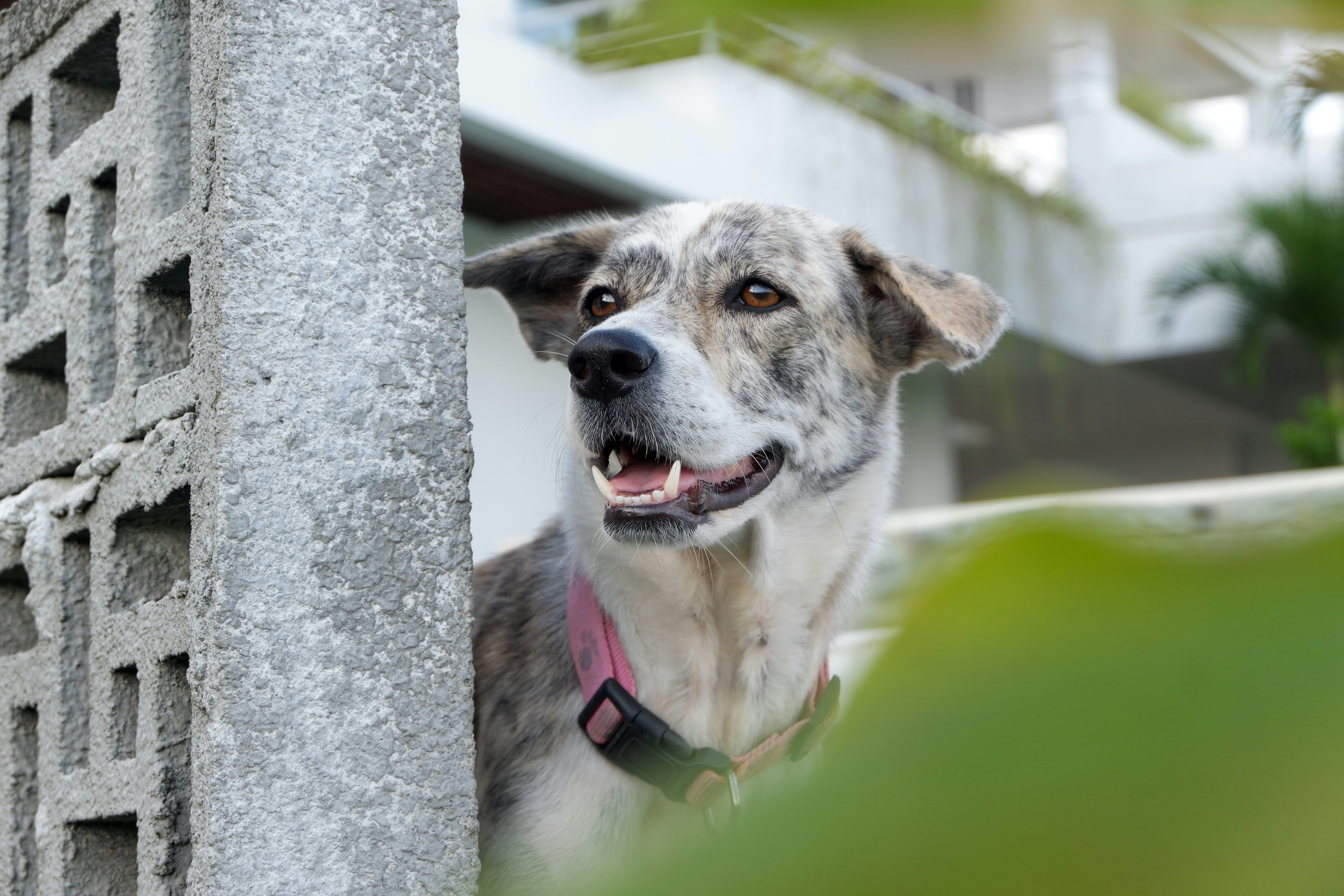 Pink-Caced Guardian: A Curious Dog Peeks Between Concrete and Foliage