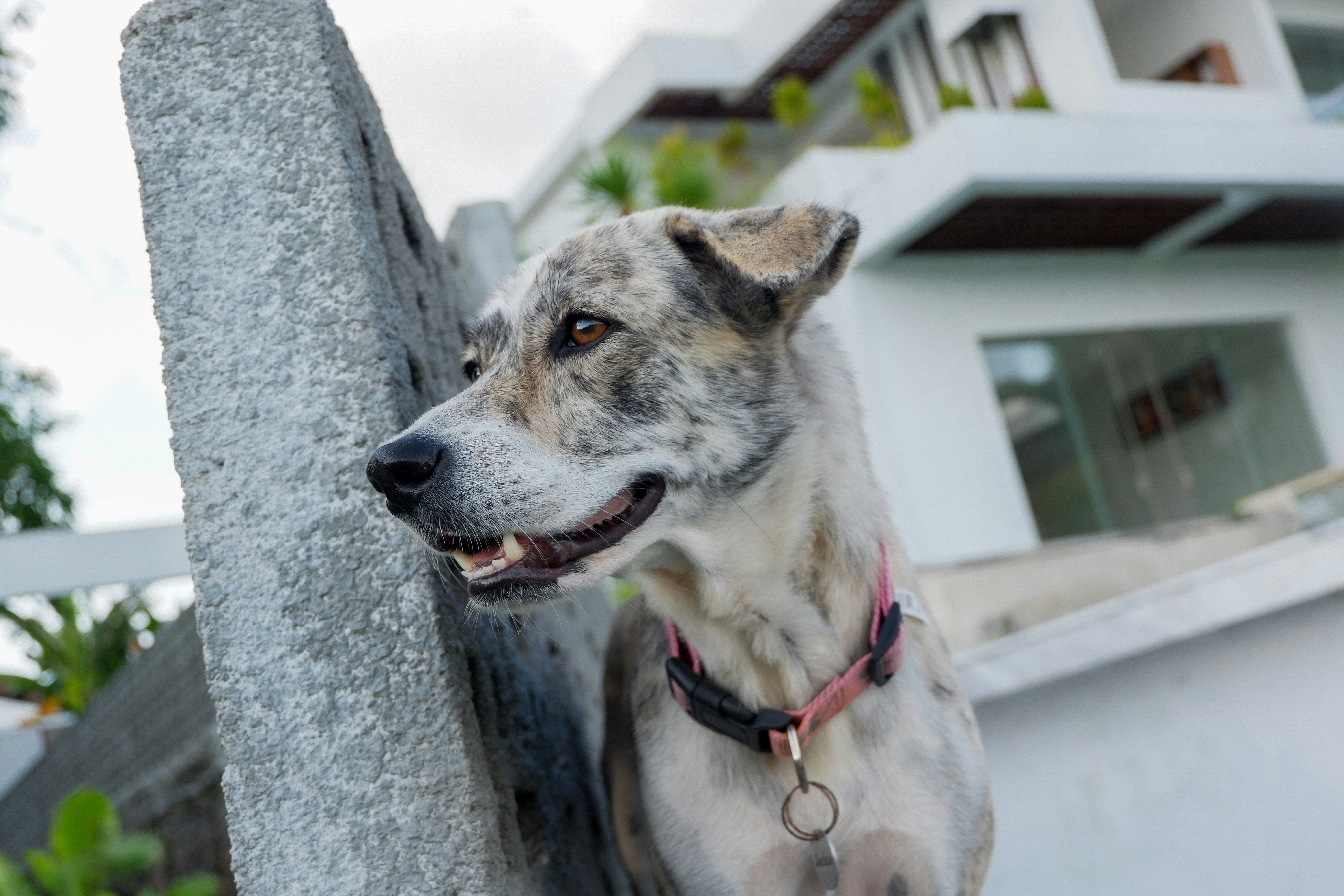 Curious Hound by Concrete Barrier, Framed Against Modern Architecture