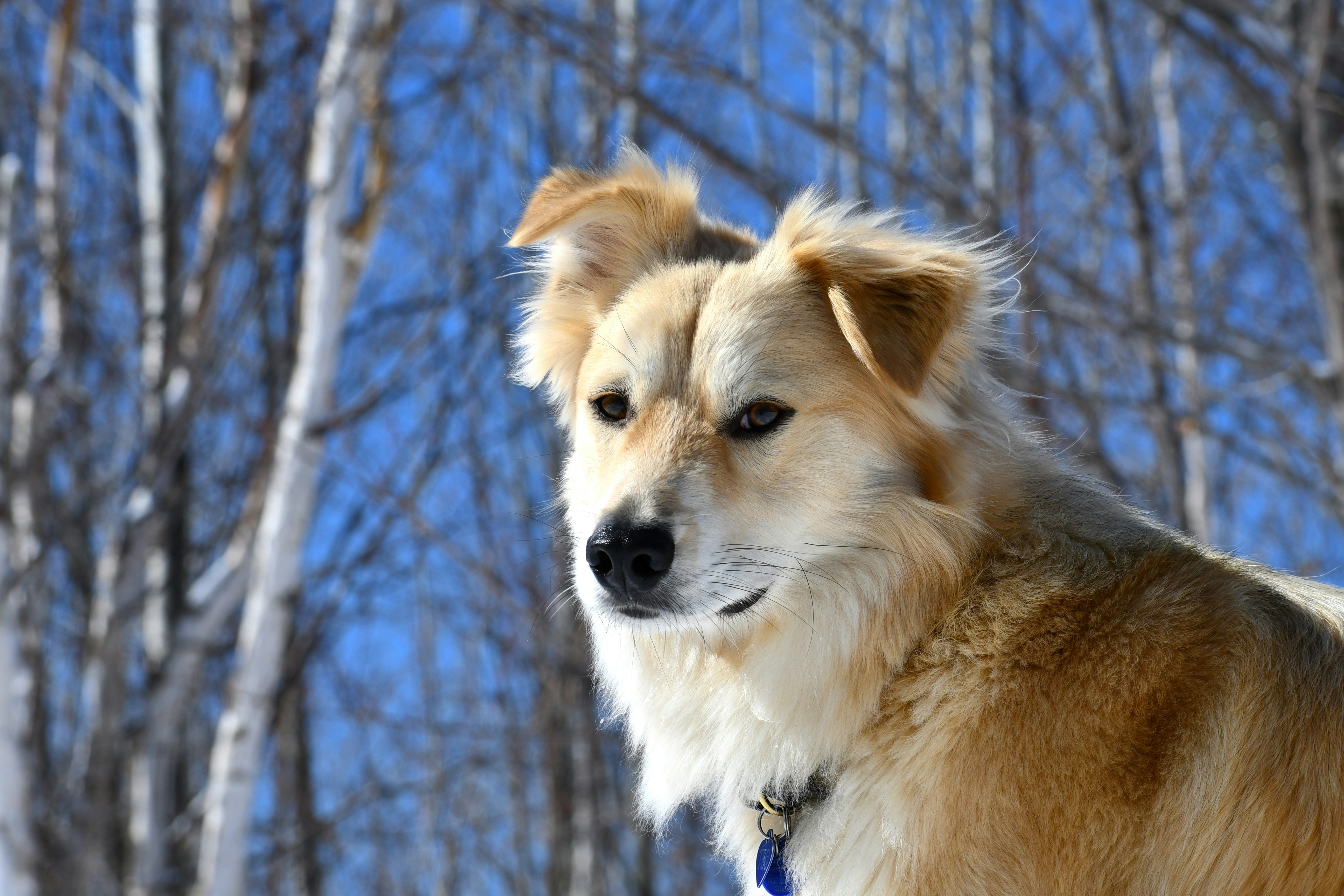 Golden Retriever Sheltie Mix