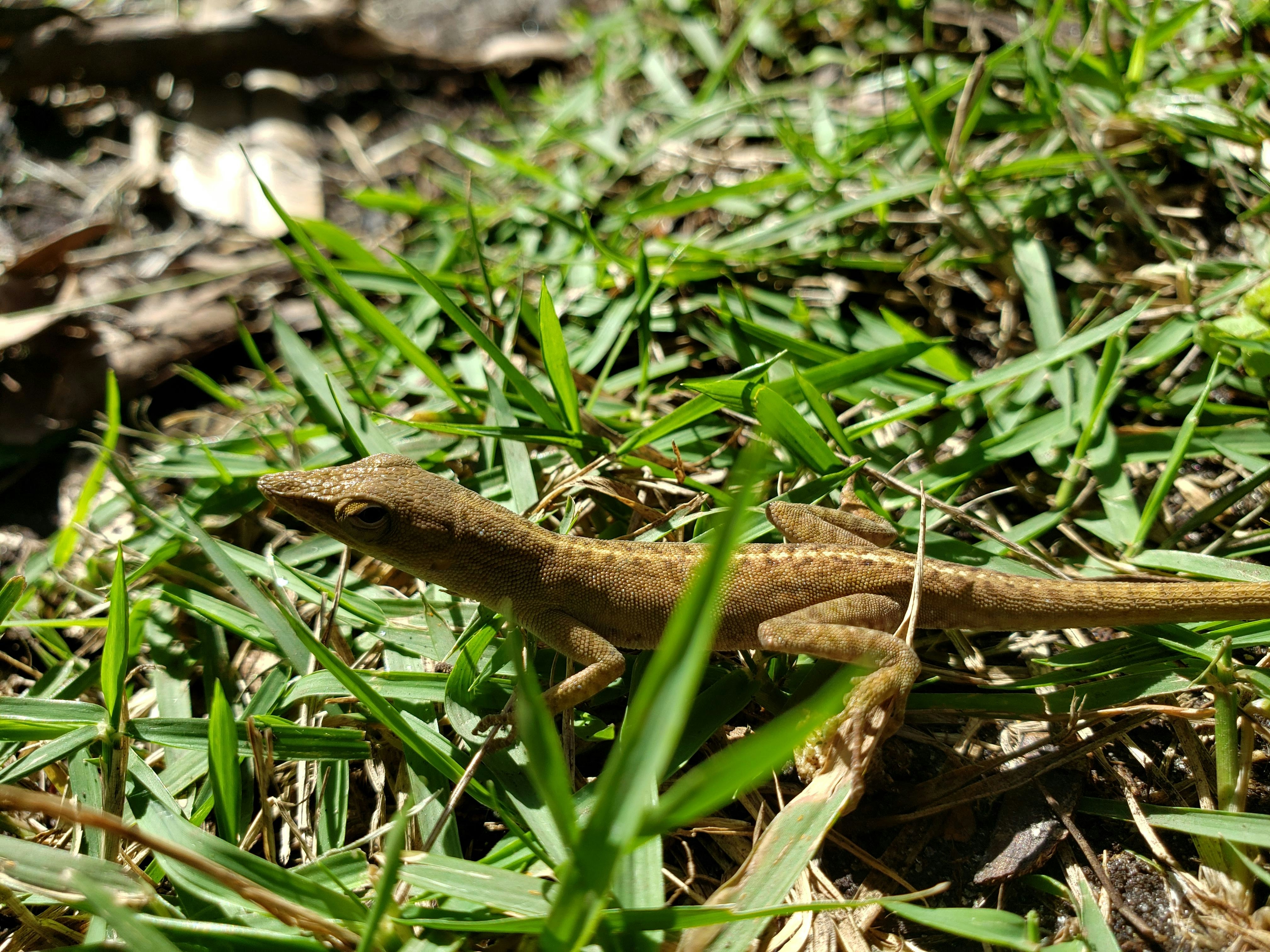 Brown lizard resting among sunlit blades of grass and scattered debris on a natural ground.