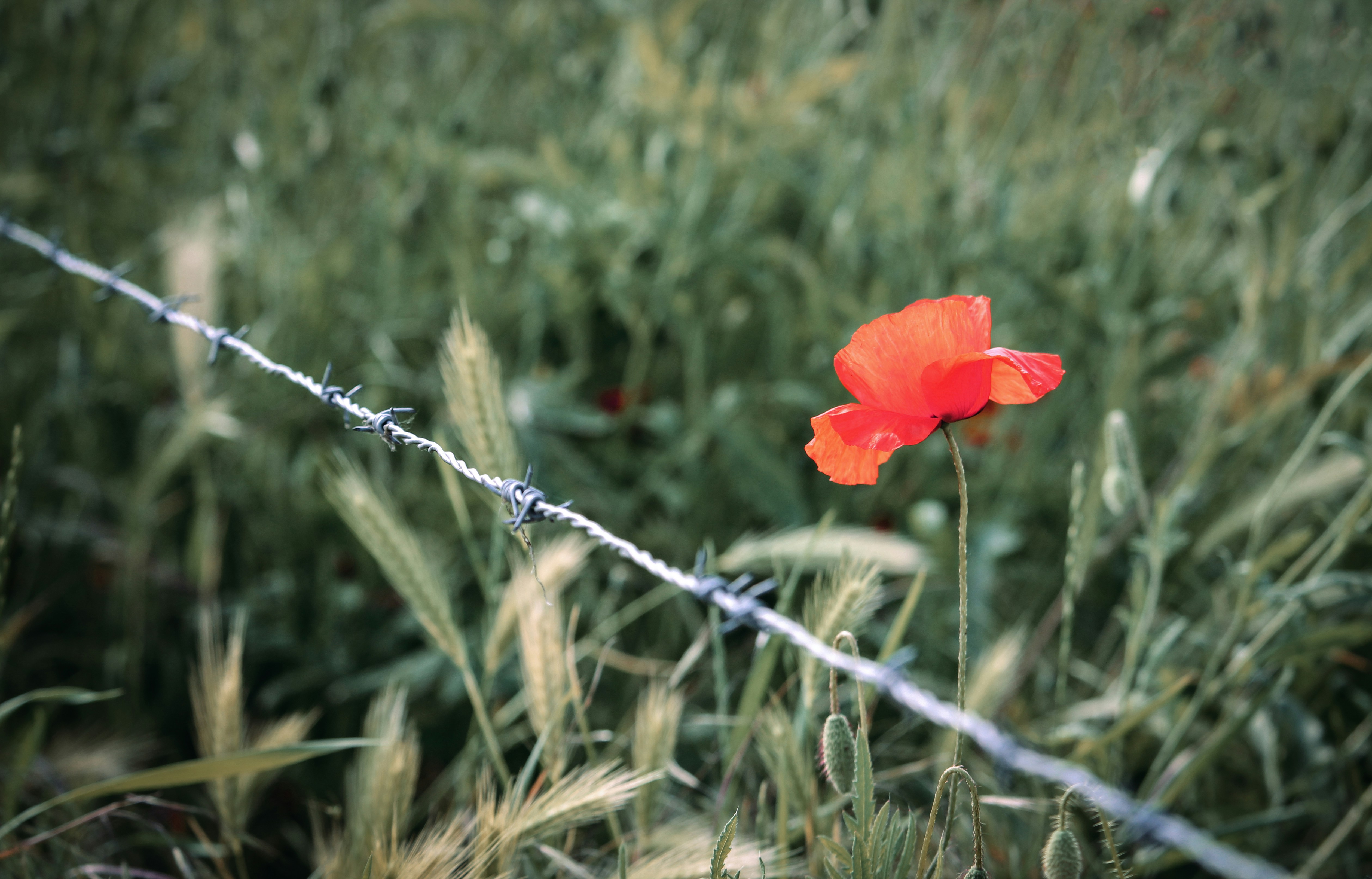 Lest we forget. Flemish poppies near barbed wire on the 11th of November, Remembrance day, in recollection of the Armistice of the First World War.  