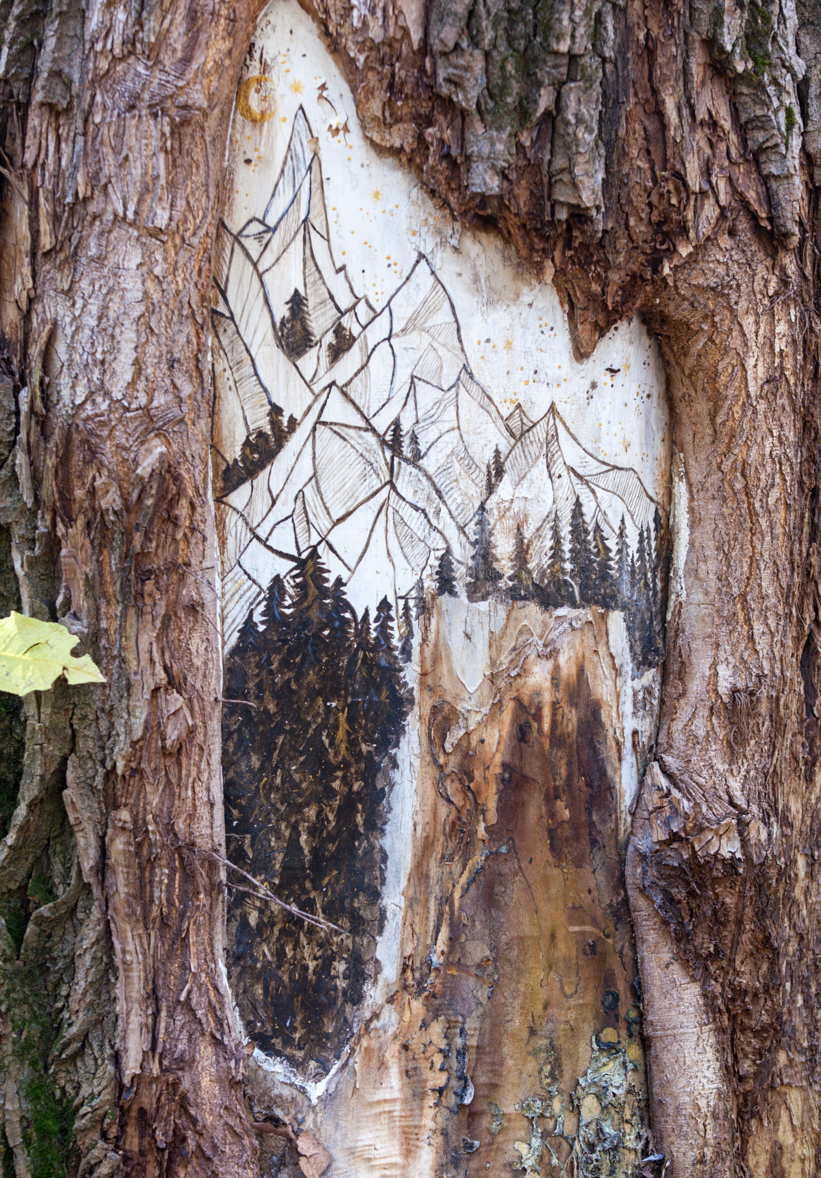 Etched Peaks in Living Bark: A Mountain Sketch within a Tree