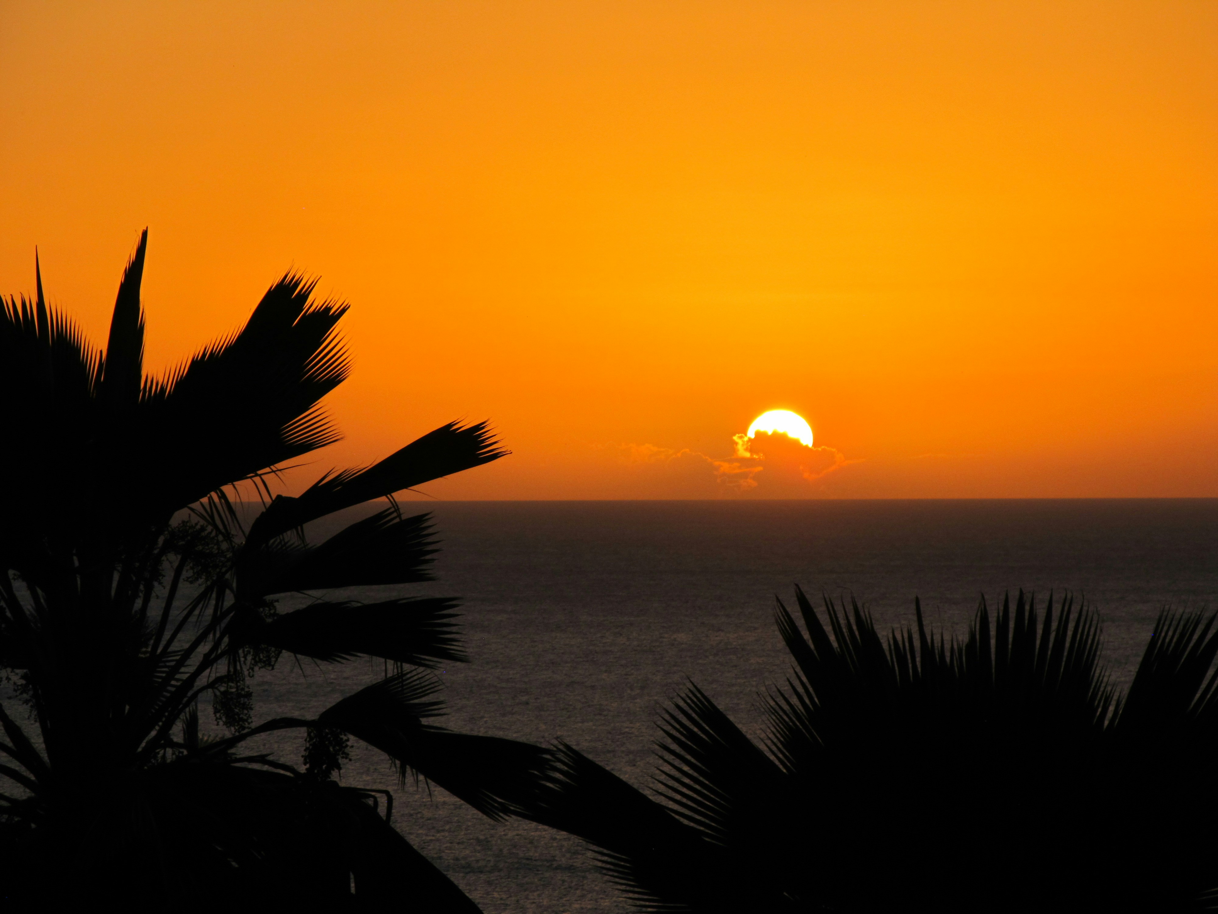 Sun setting over the ocean with silhouetted palm leaves in the foreground.