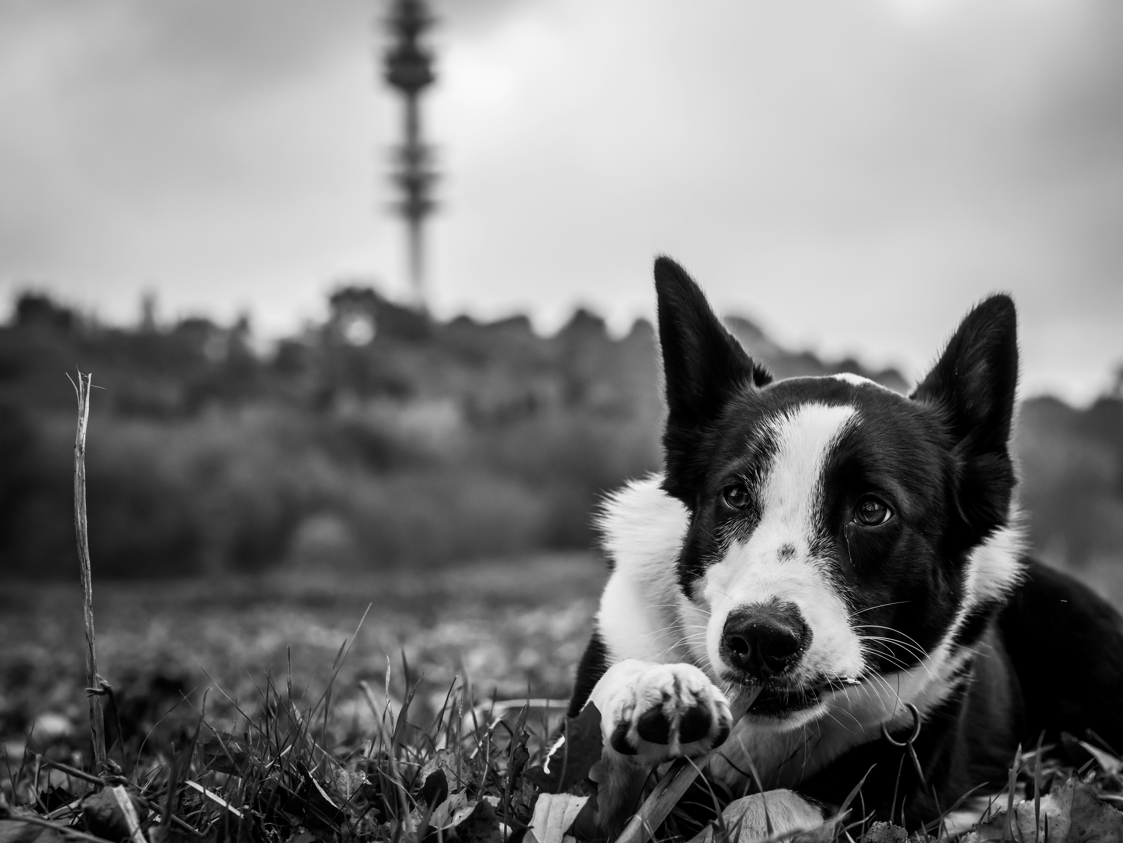 Border collie resting on grass with a blurred urban tower in the background. The monochrome palette emphasizes the dog's expressive features.