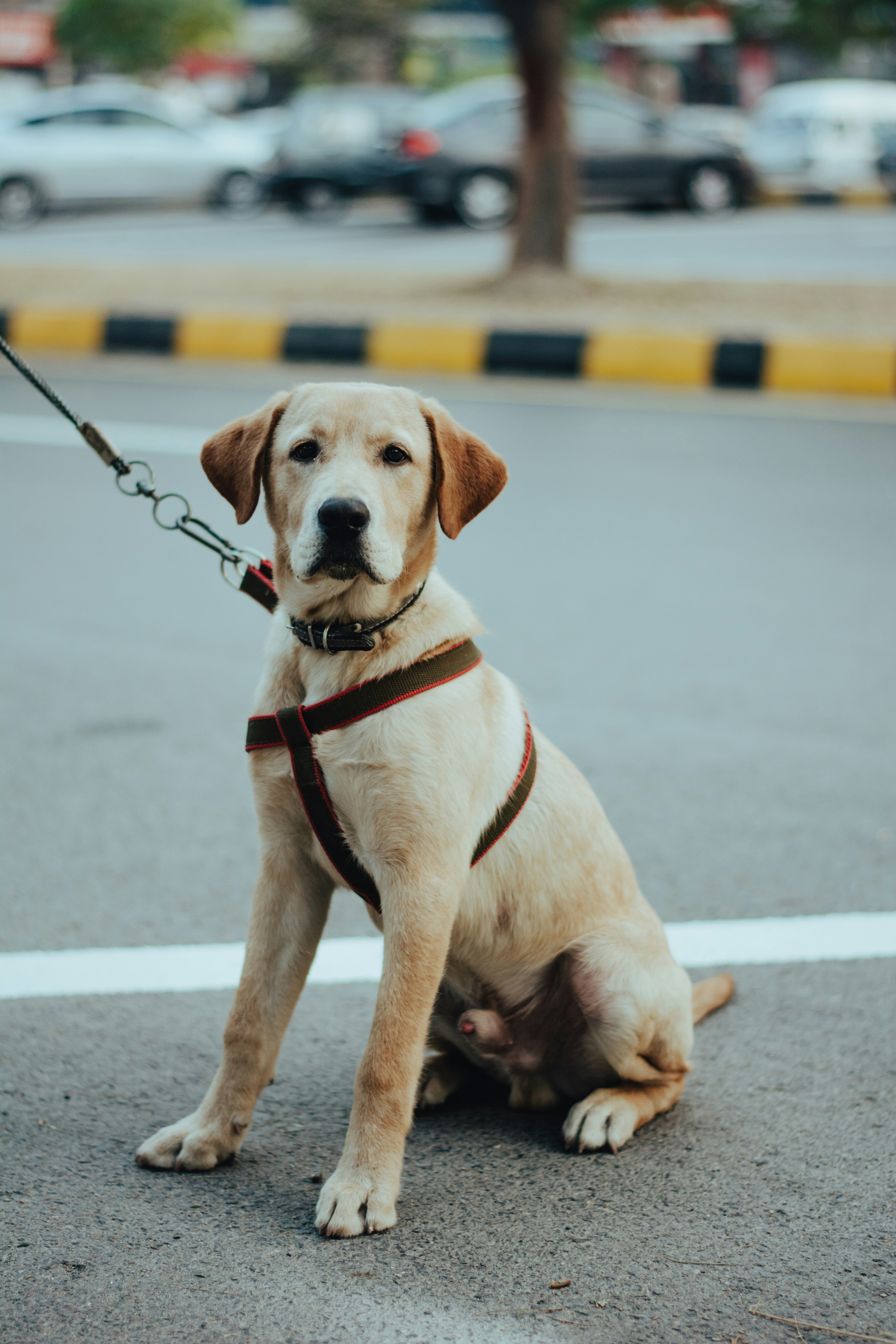 A yellow labrador sits patiently on a leash, showcasing its attentive demeanor against a blurred urban backdrop. 