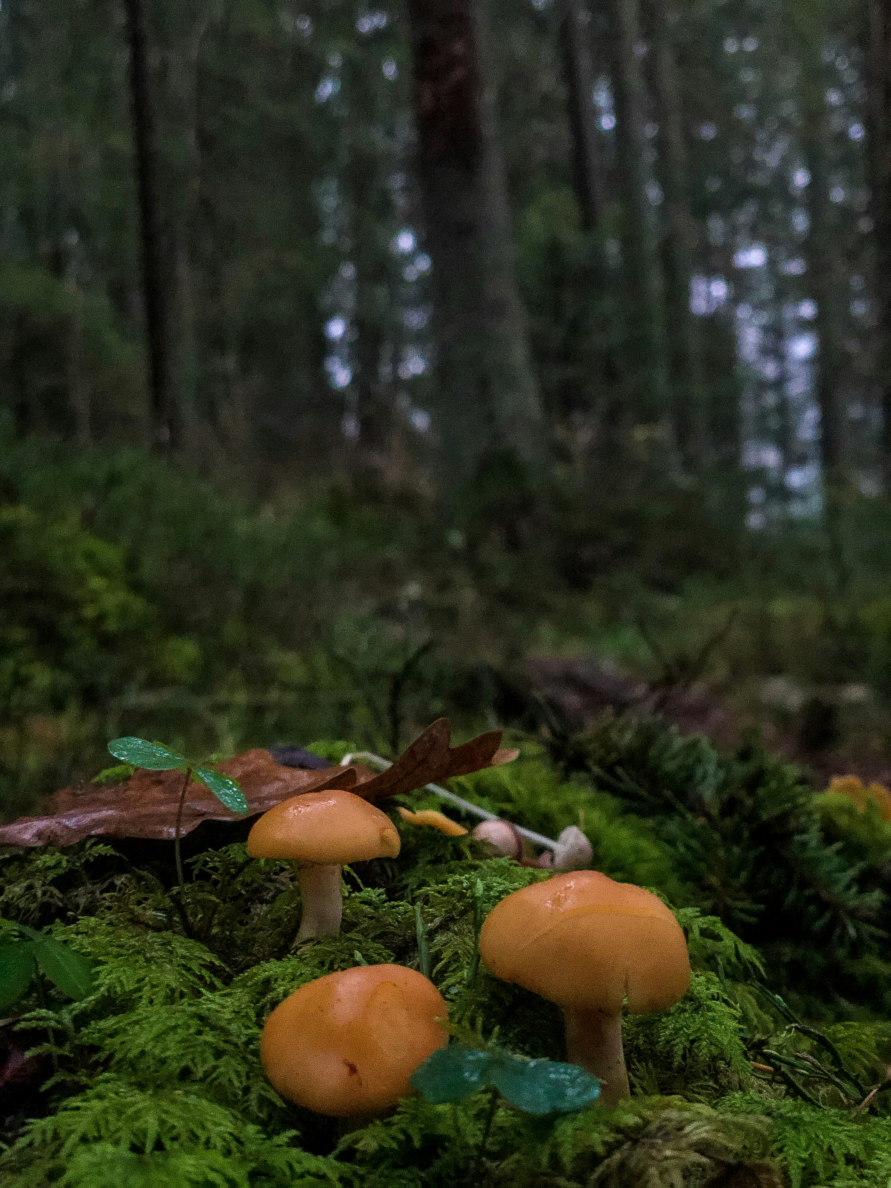 Three orange mushrooms nestled among lush green moss and fallen leaves in a dimly lit forest setting.