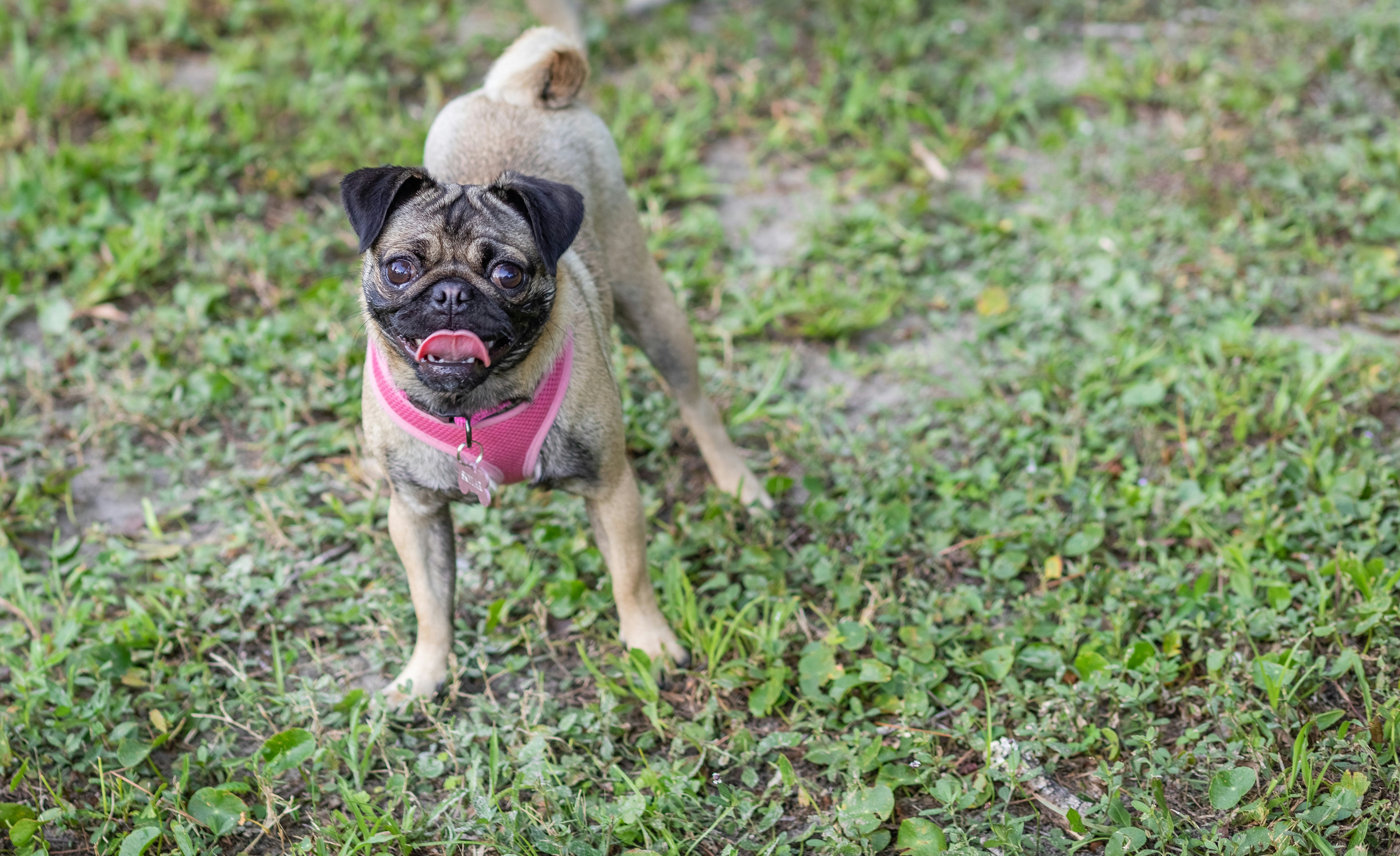 Smiling pug stands in the grass