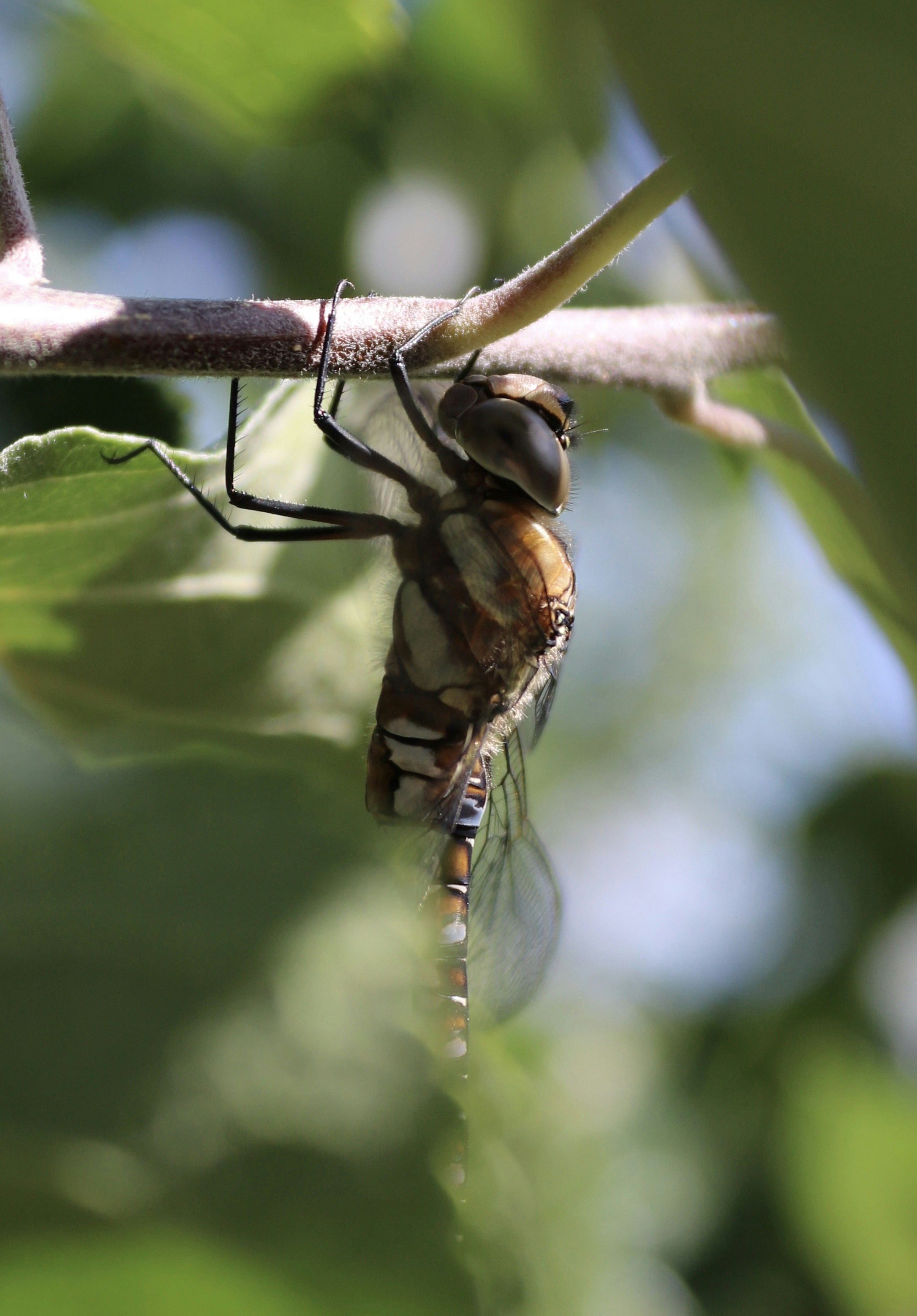 Sunlit Dragonfly on a Branch: A Quiet Macro Moment