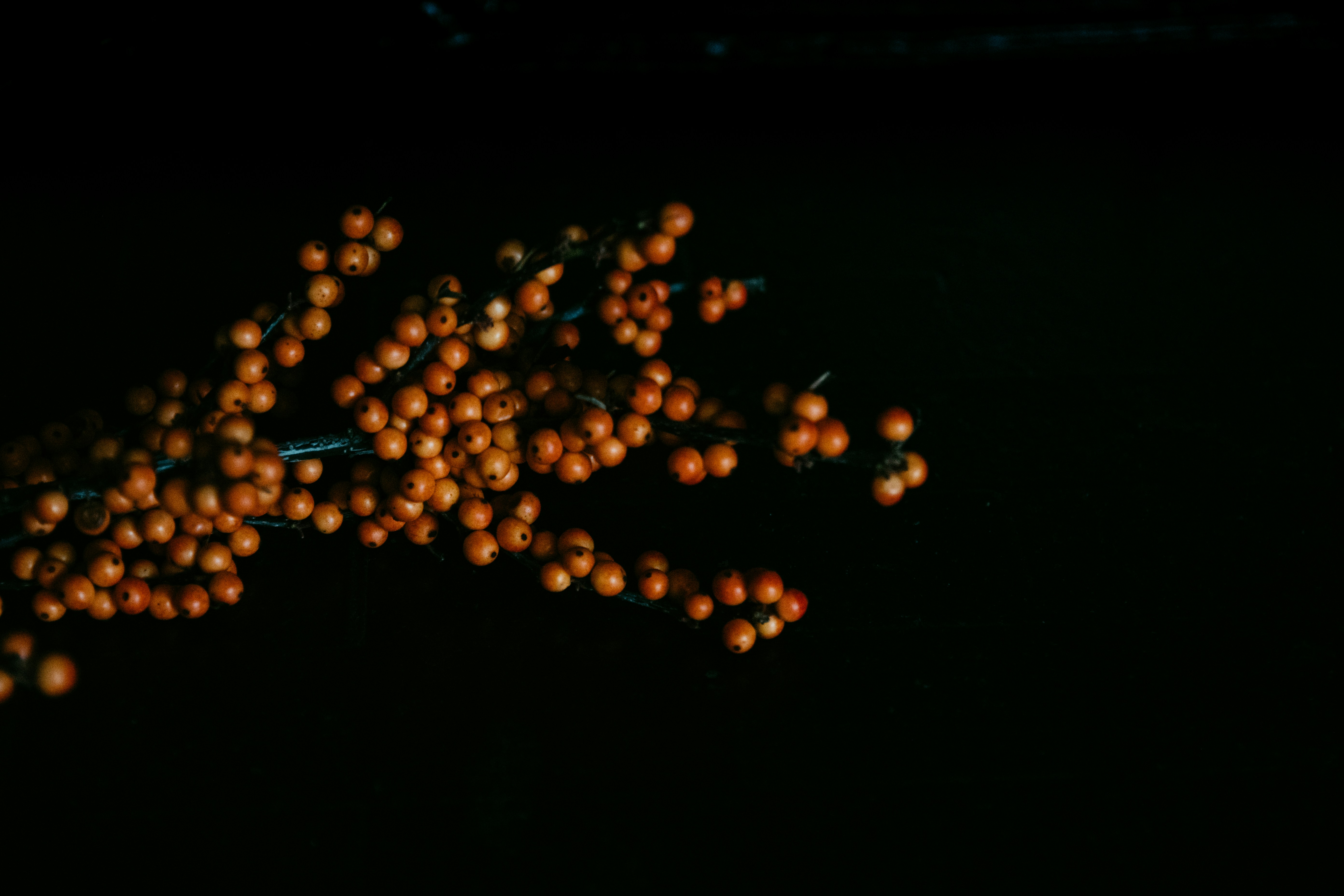 Left-Edge Orange Berry Cluster Against Velvet Black