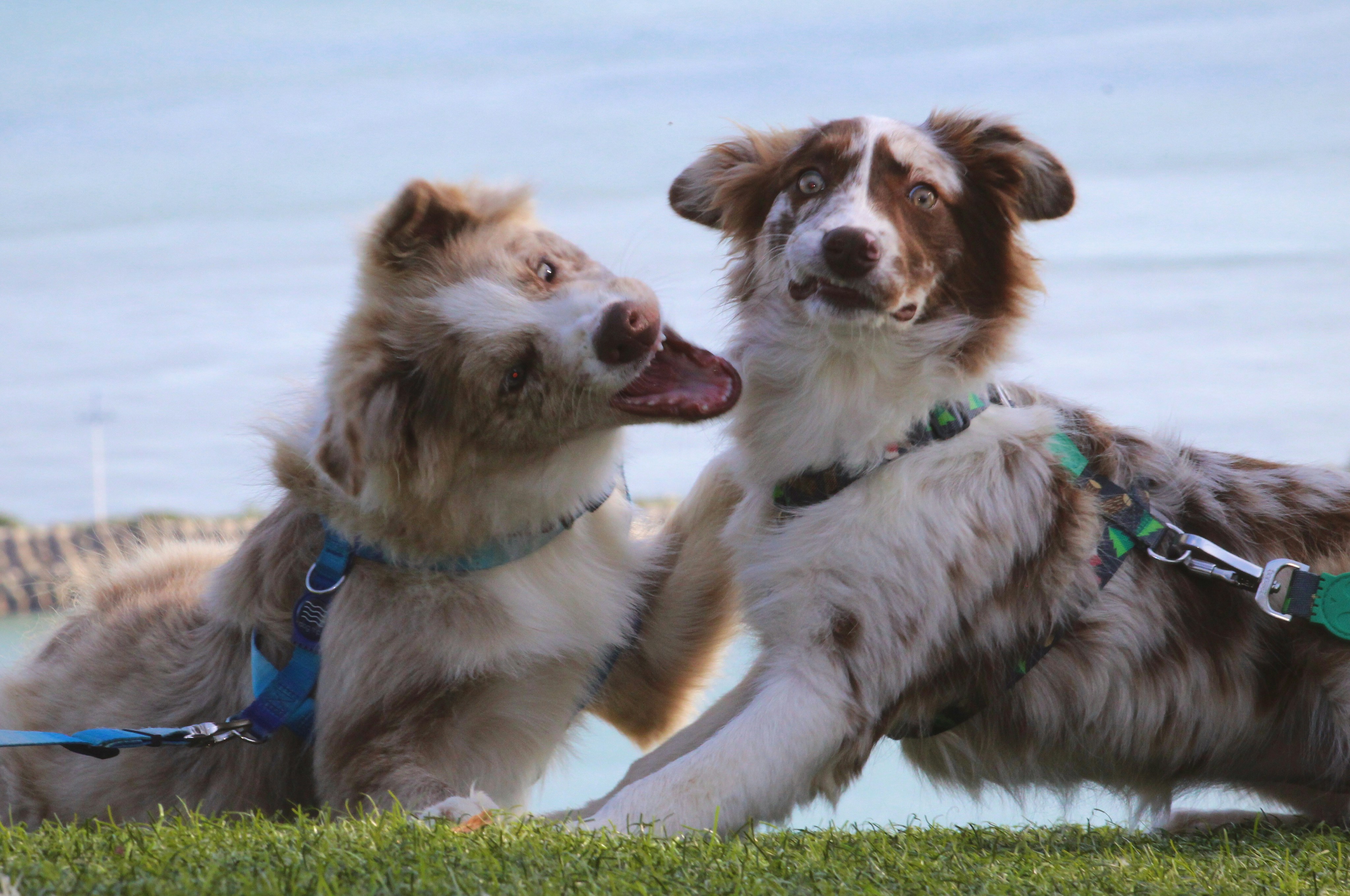 Two brown and white dogs playing on a grassy field near a body of water.