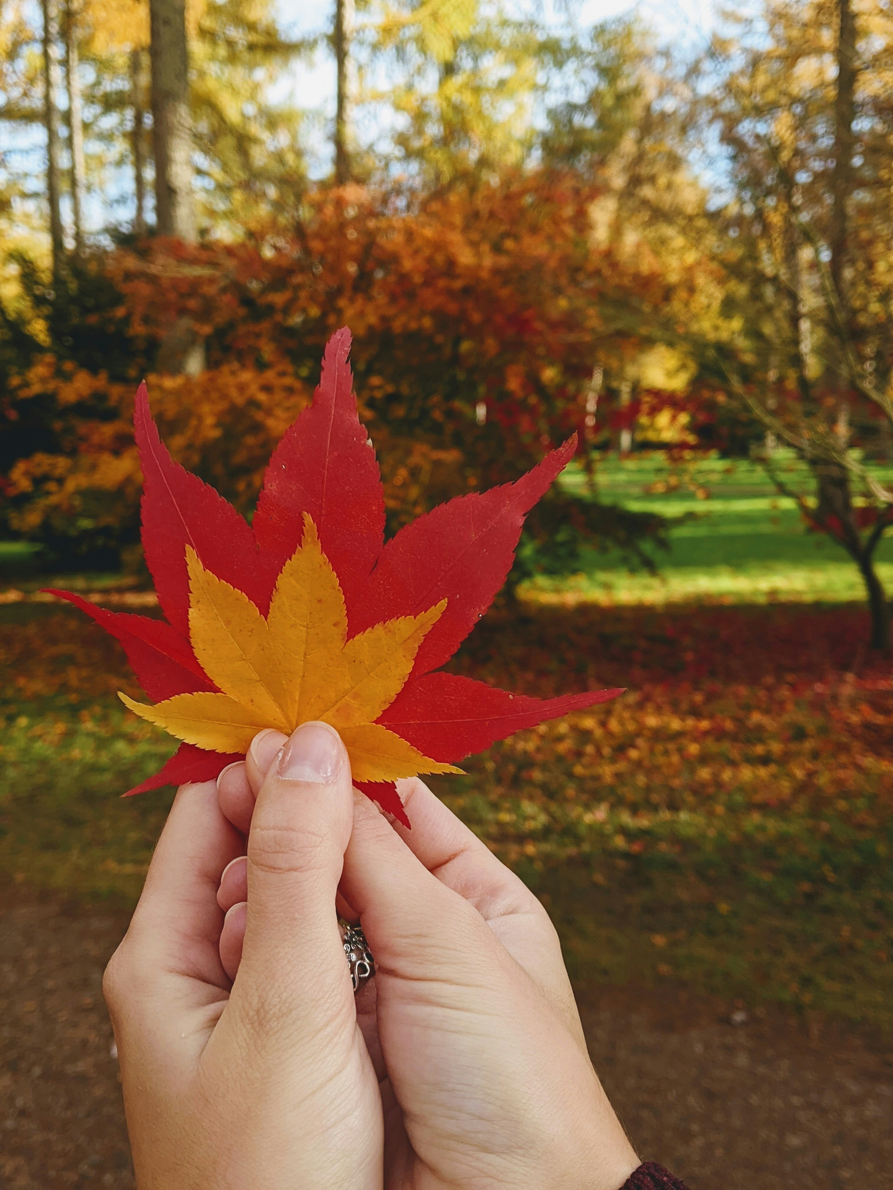 A hand holds vibrant autumn leaves in shades of red and yellow against a blurred background of fall foliage. The scene captures the essence of the season.