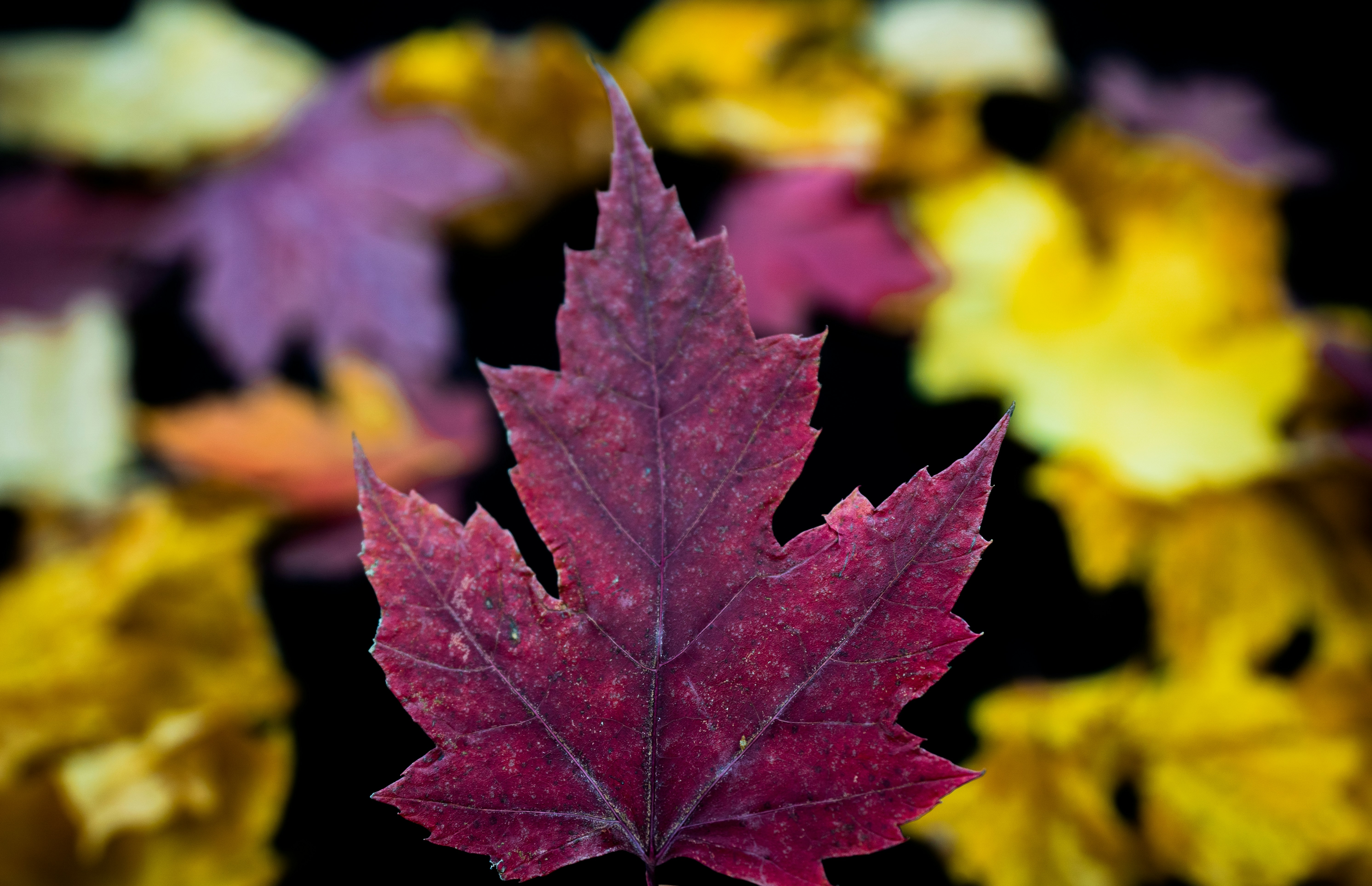Crimson Maple in Focus: A Leaf's Quiet Portrait Against the Autumn Blur