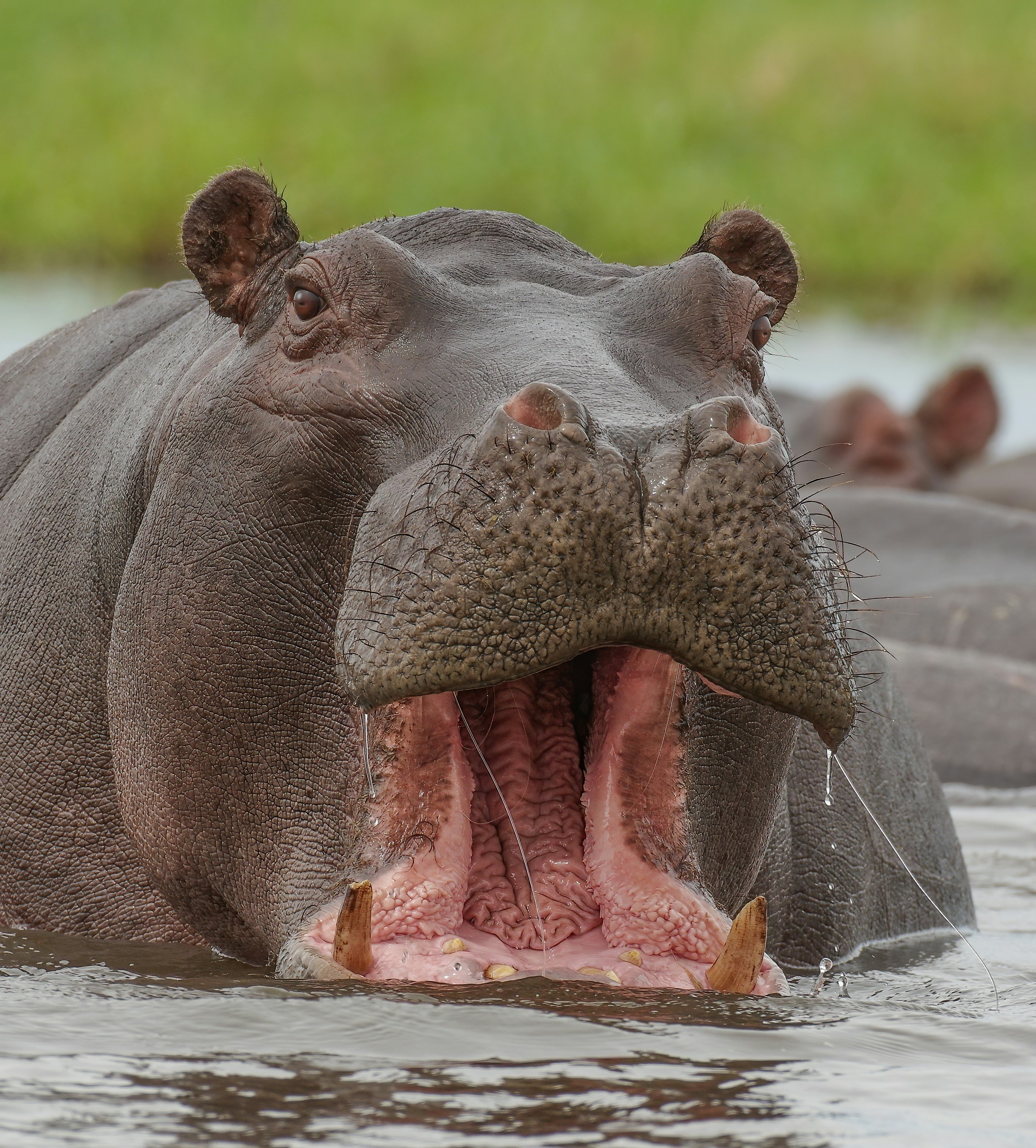 A hippopotamus with its mouth open in the water photo – Free Botswana ...