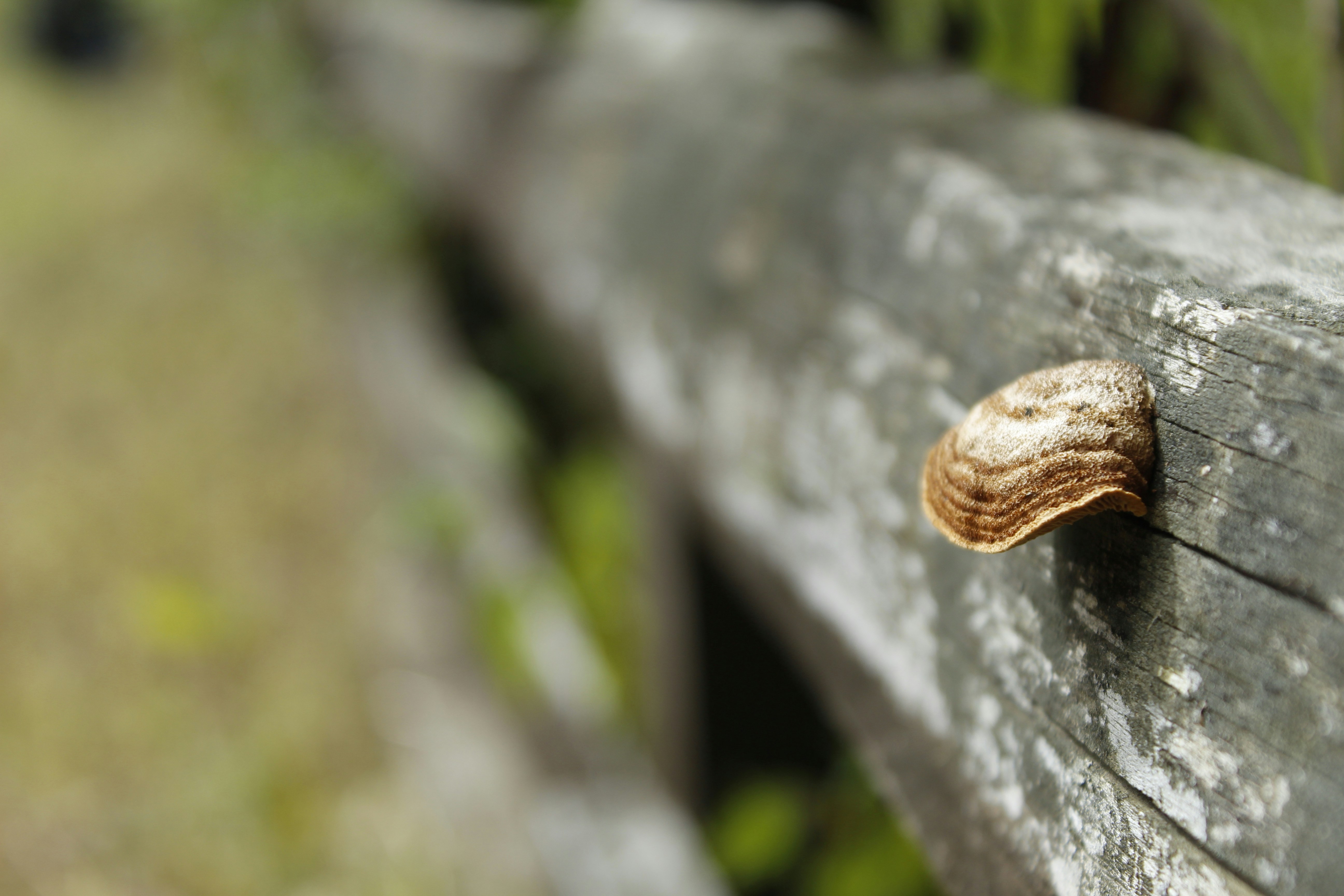 Weathered Rail, Tiny Fungus: a macro moment on wood