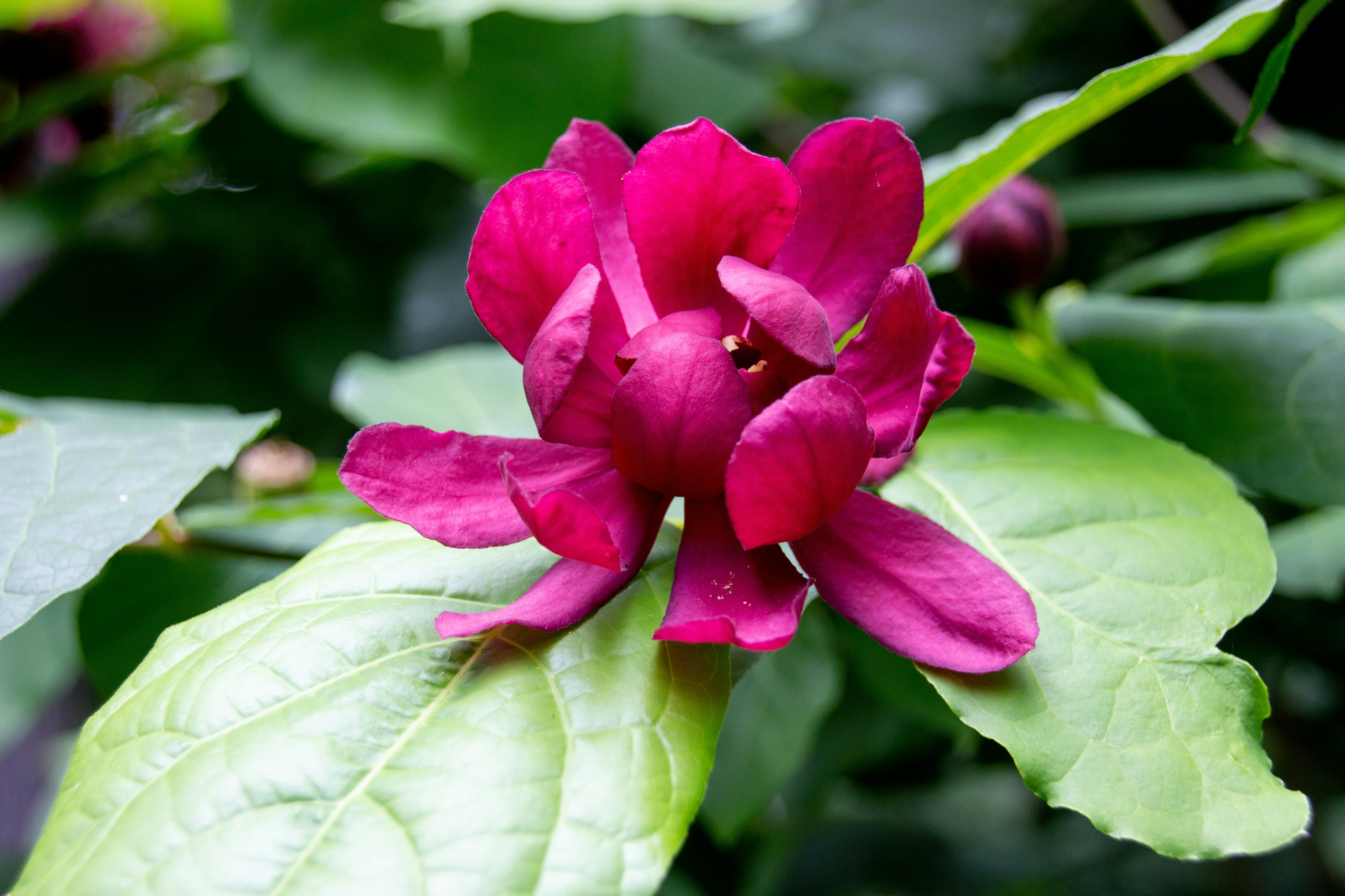 Flower Leaf Pictures | Download Free Images on Unsplash