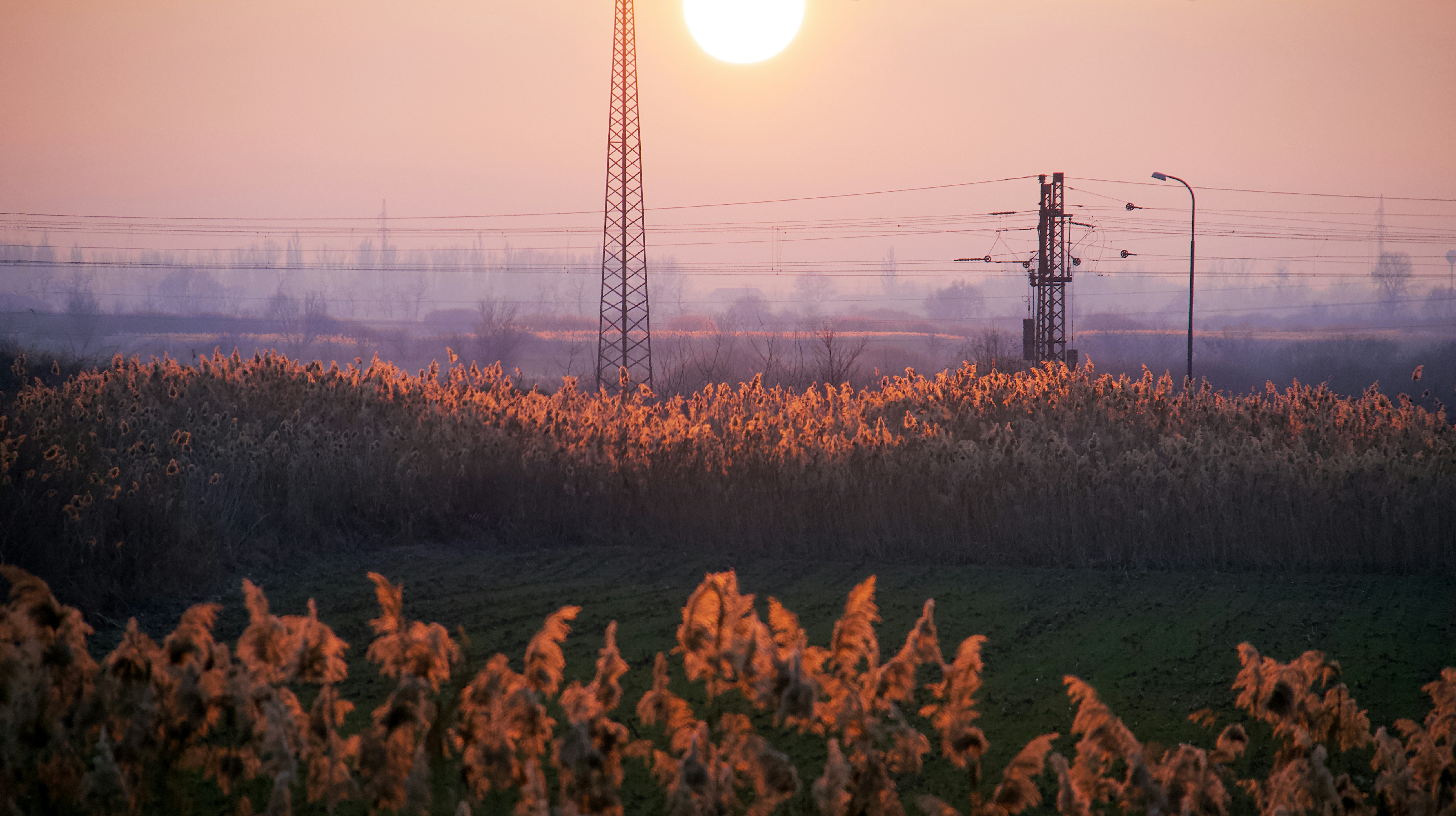 Golden Reeds, Quiet Skyline: A Sunset Between Fields and Towers