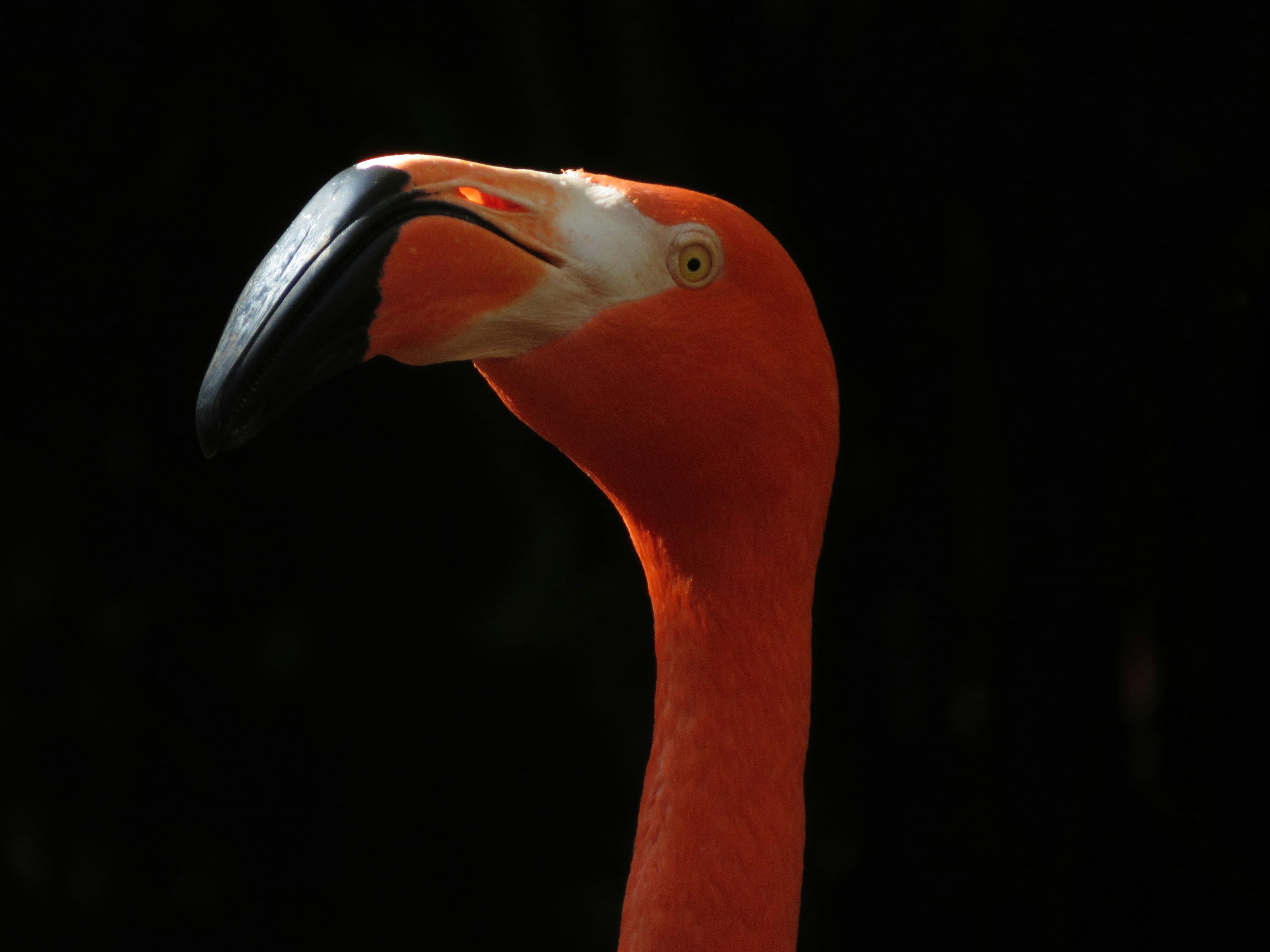 Close-up of a vibrant orange flamingo showcasing its distinctive curved beak and expressive eye against a dark backdrop.