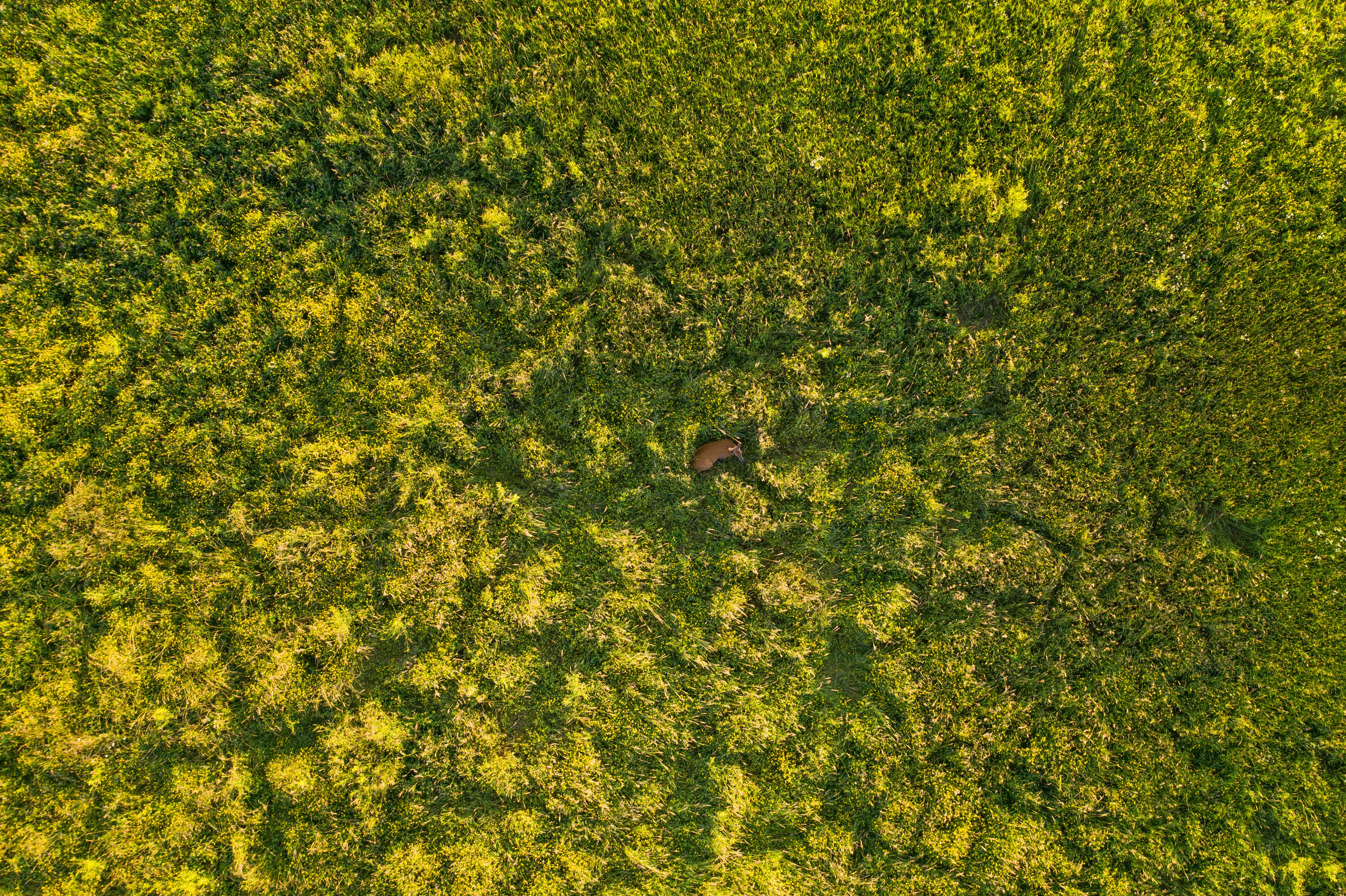 A lone deer rests amidst a vast expanse of lush green grass, showcasing the tranquility of nature.