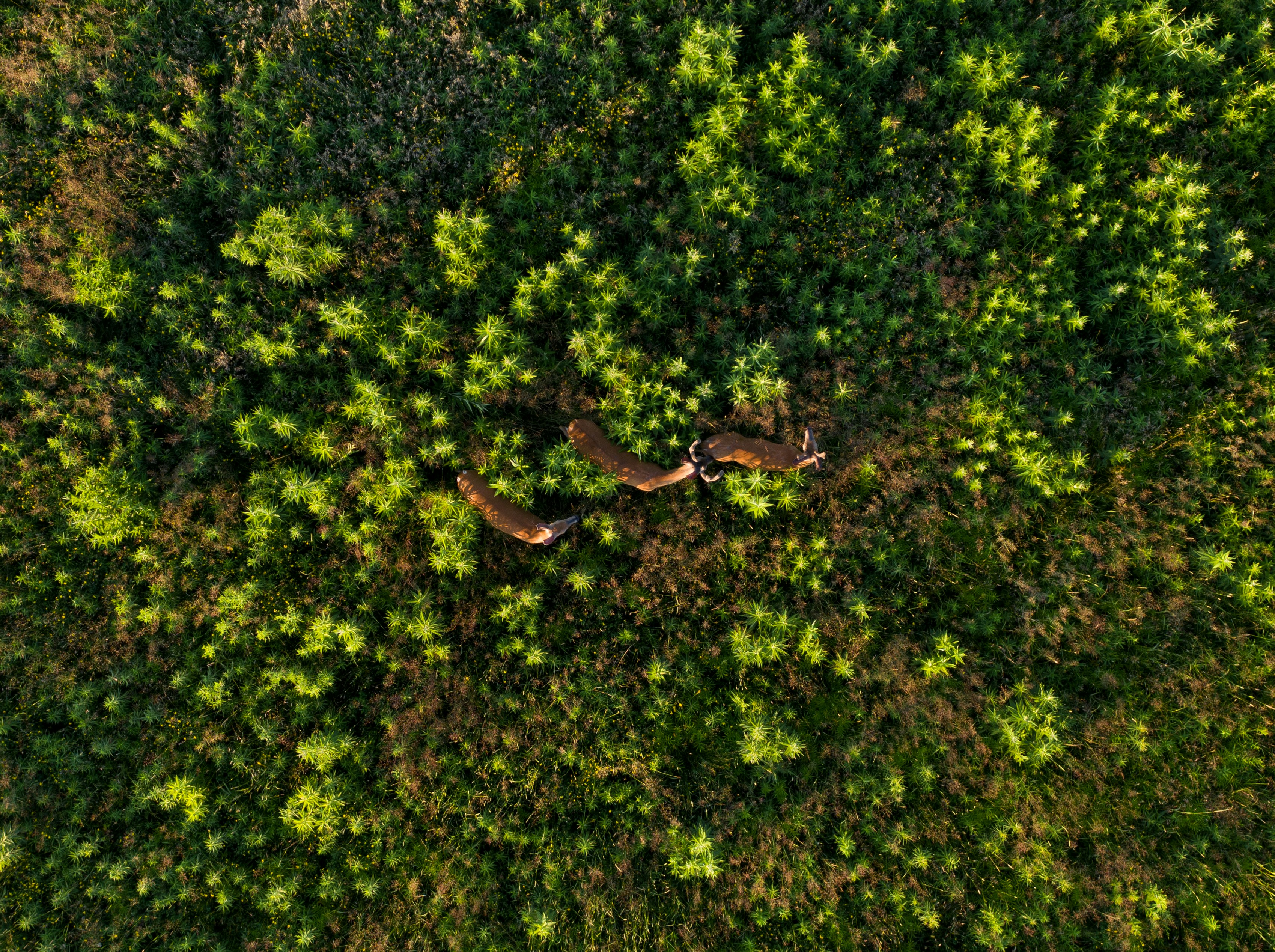 Three deer grazing amidst a lush green landscape captured from above. The scene showcases the harmony of wildlife and nature.