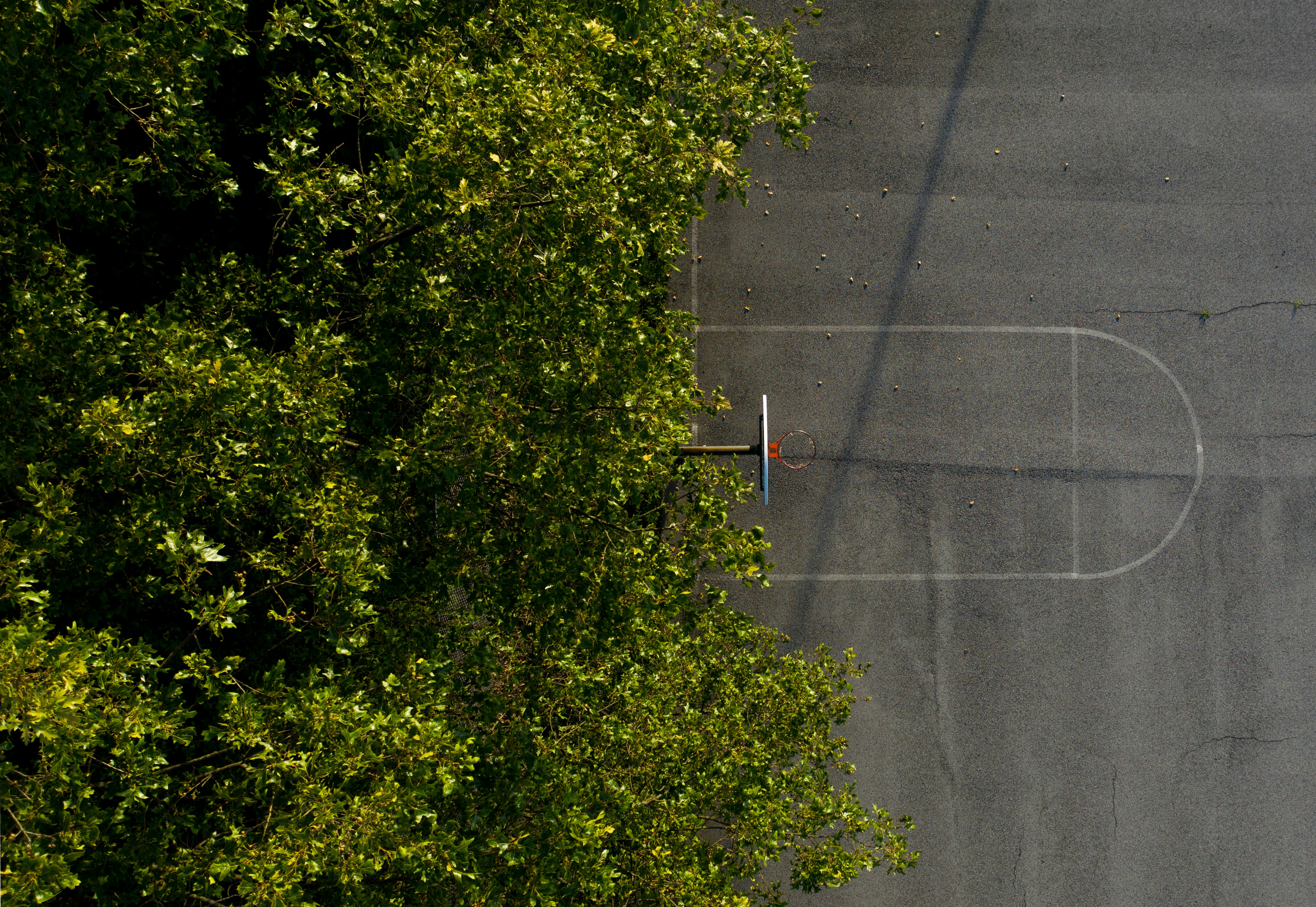 Tarmac Court Beneath a Canopy of Green