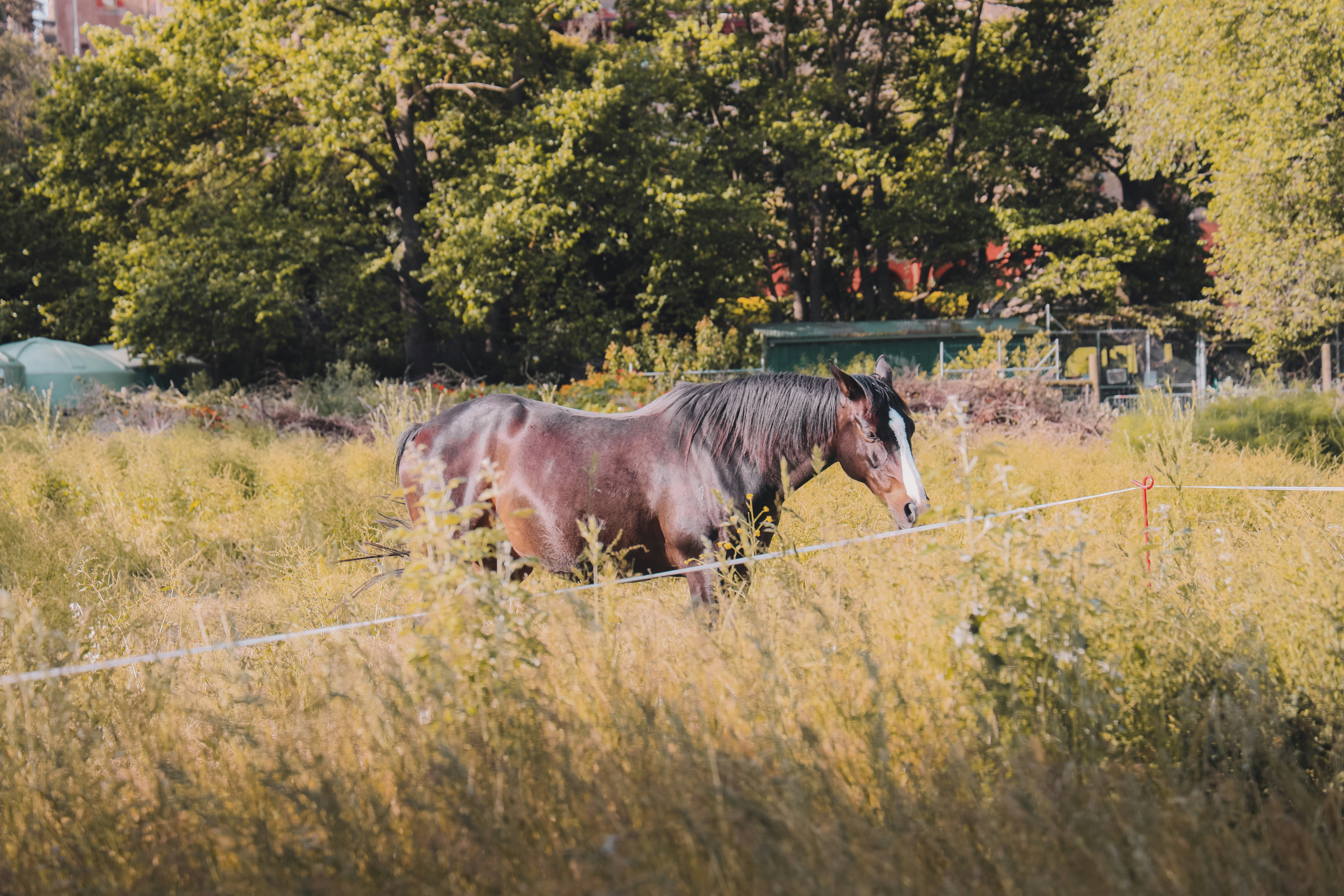 A horse grazes peacefully in a sunlit field, surrounded by tall grass and vibrant greenery.