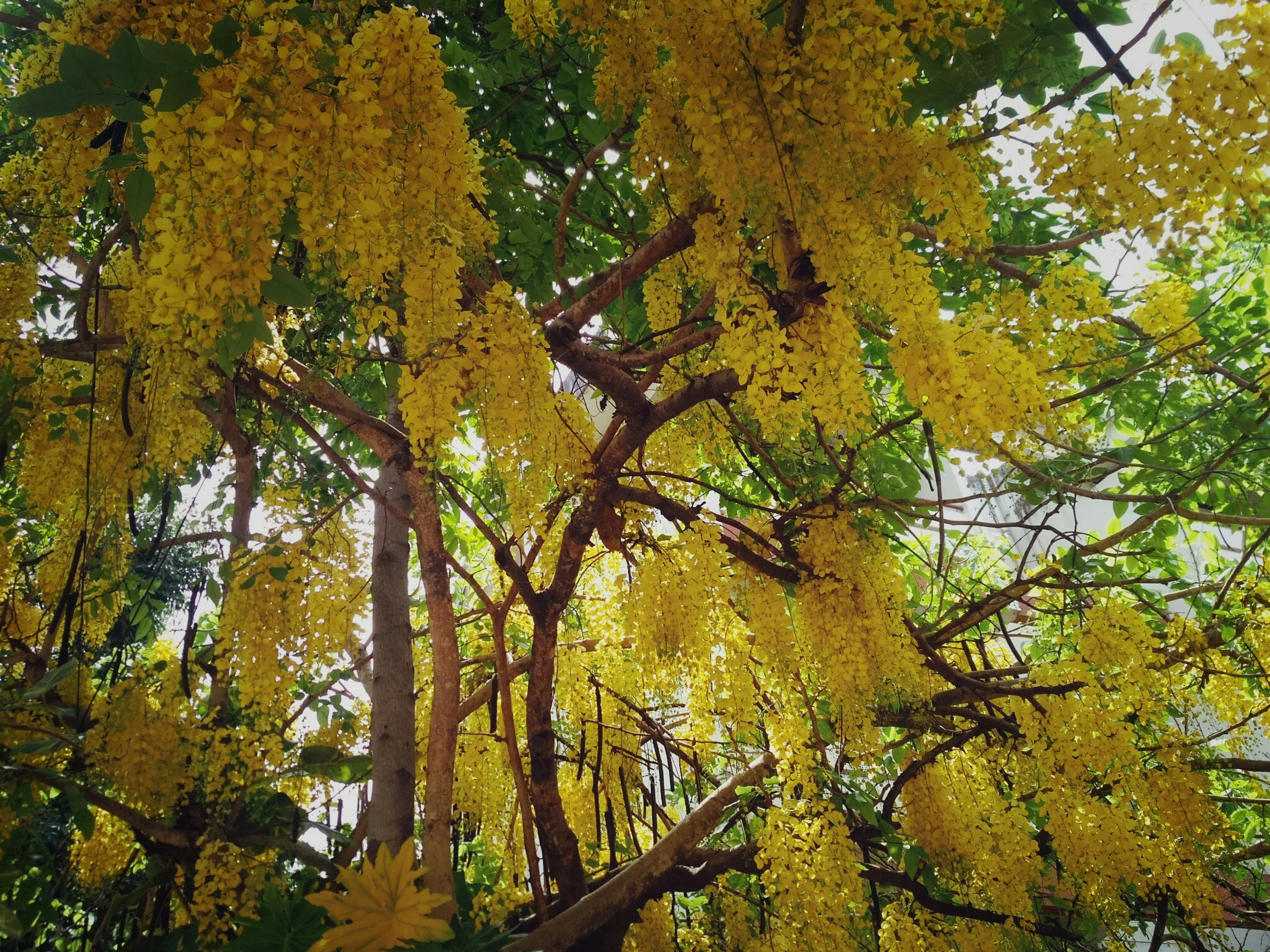 Vibrant yellow blossoms drape gracefully from branches, creating a lush canopy of color. The scene captures the essence of a flourishing garden in full bloom.