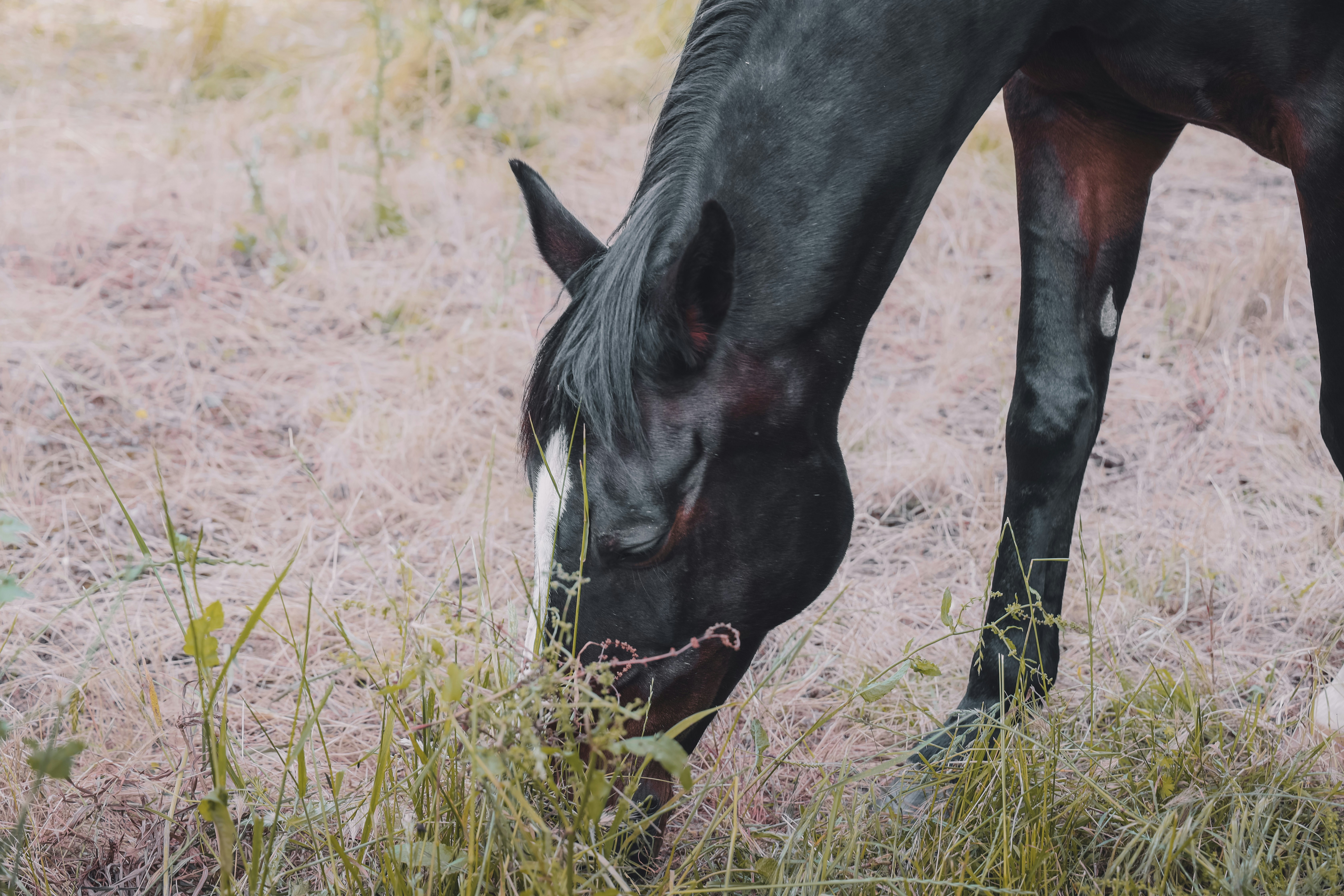 Black horse grazing in a field of tall grass, showcasing its elegant form against a soft, muted background.