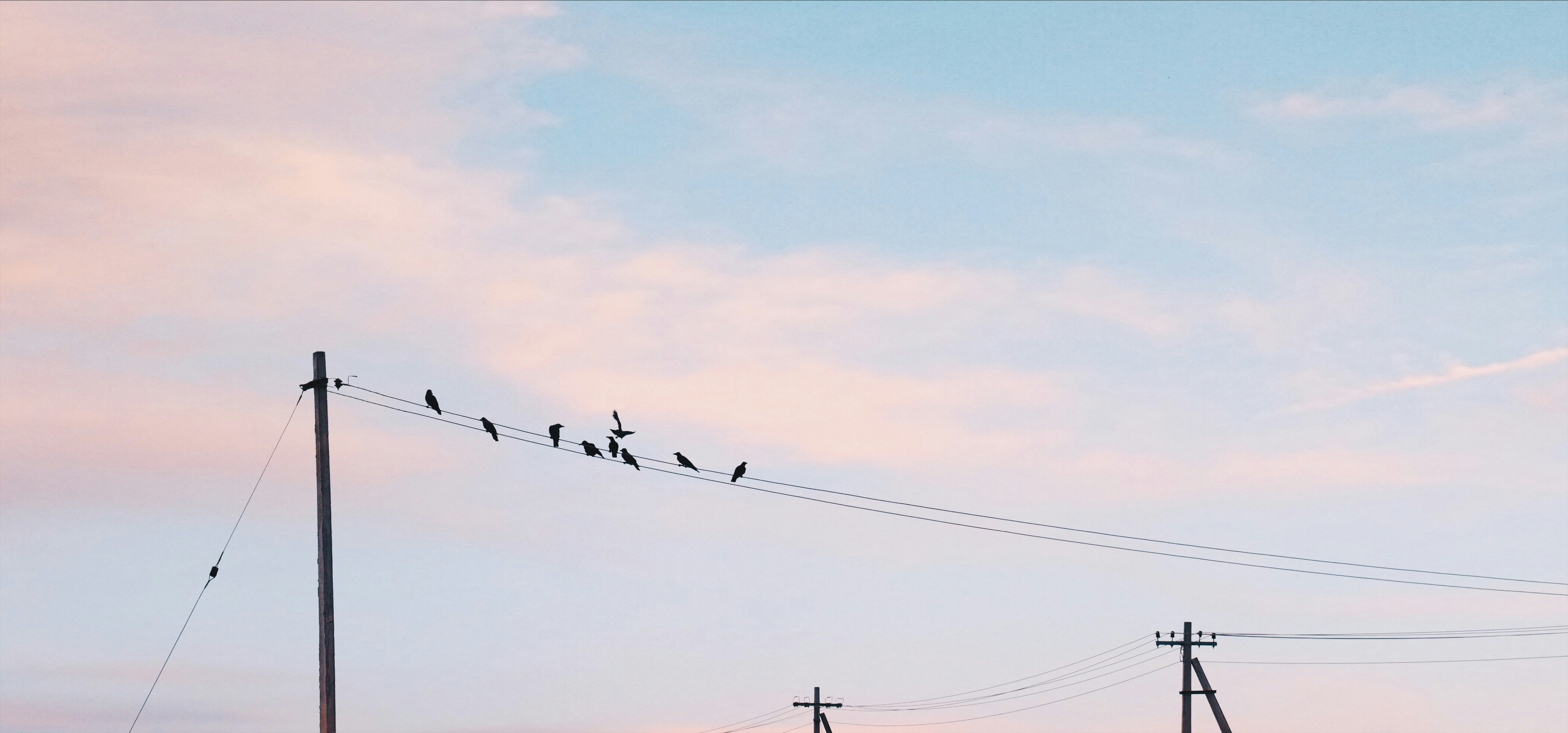 A group of birds perched on power lines against a pastel sky at twilight.