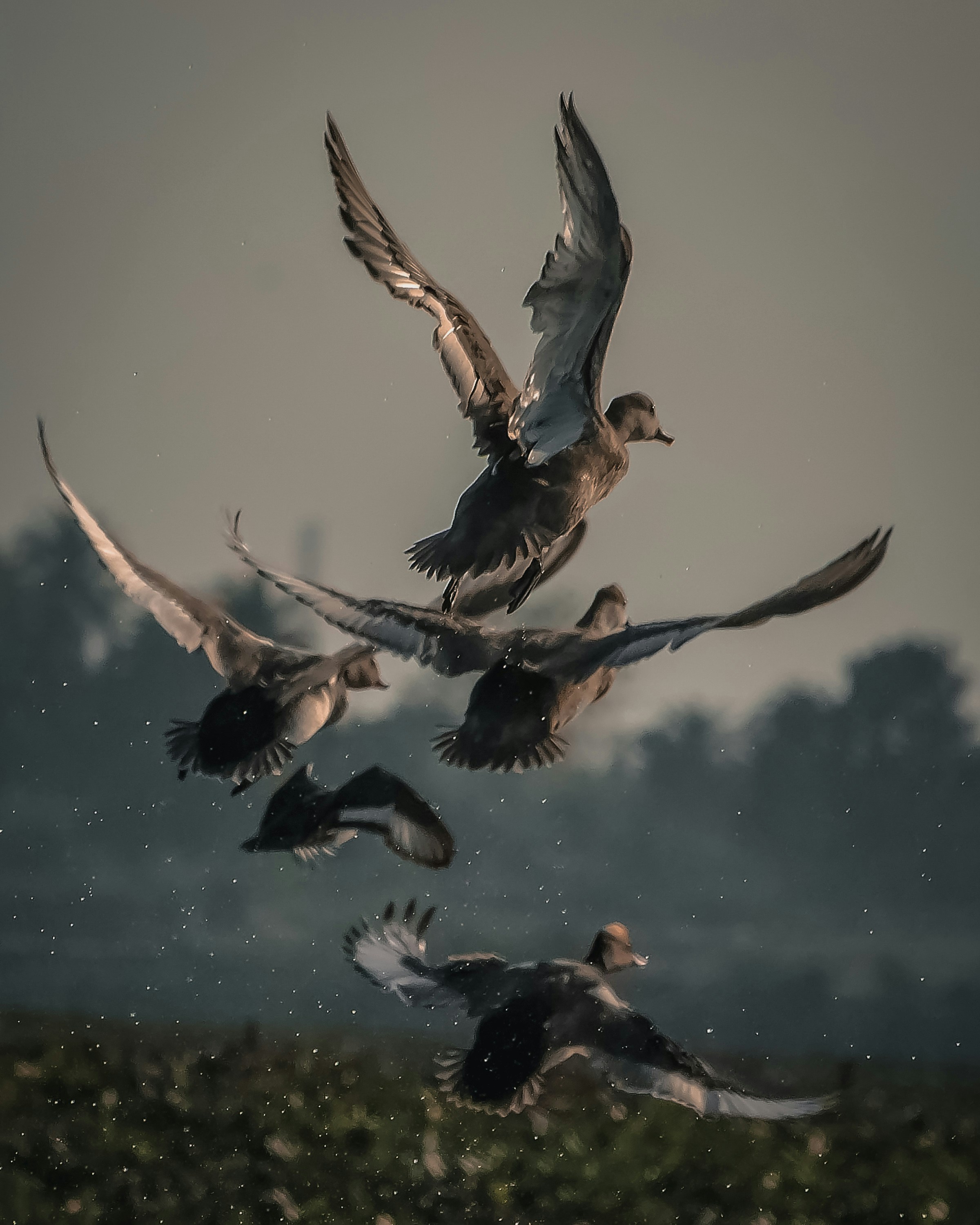 Ducks take flight against a hazy backdrop, showcasing their graceful movement and the shimmering droplets of water around them.