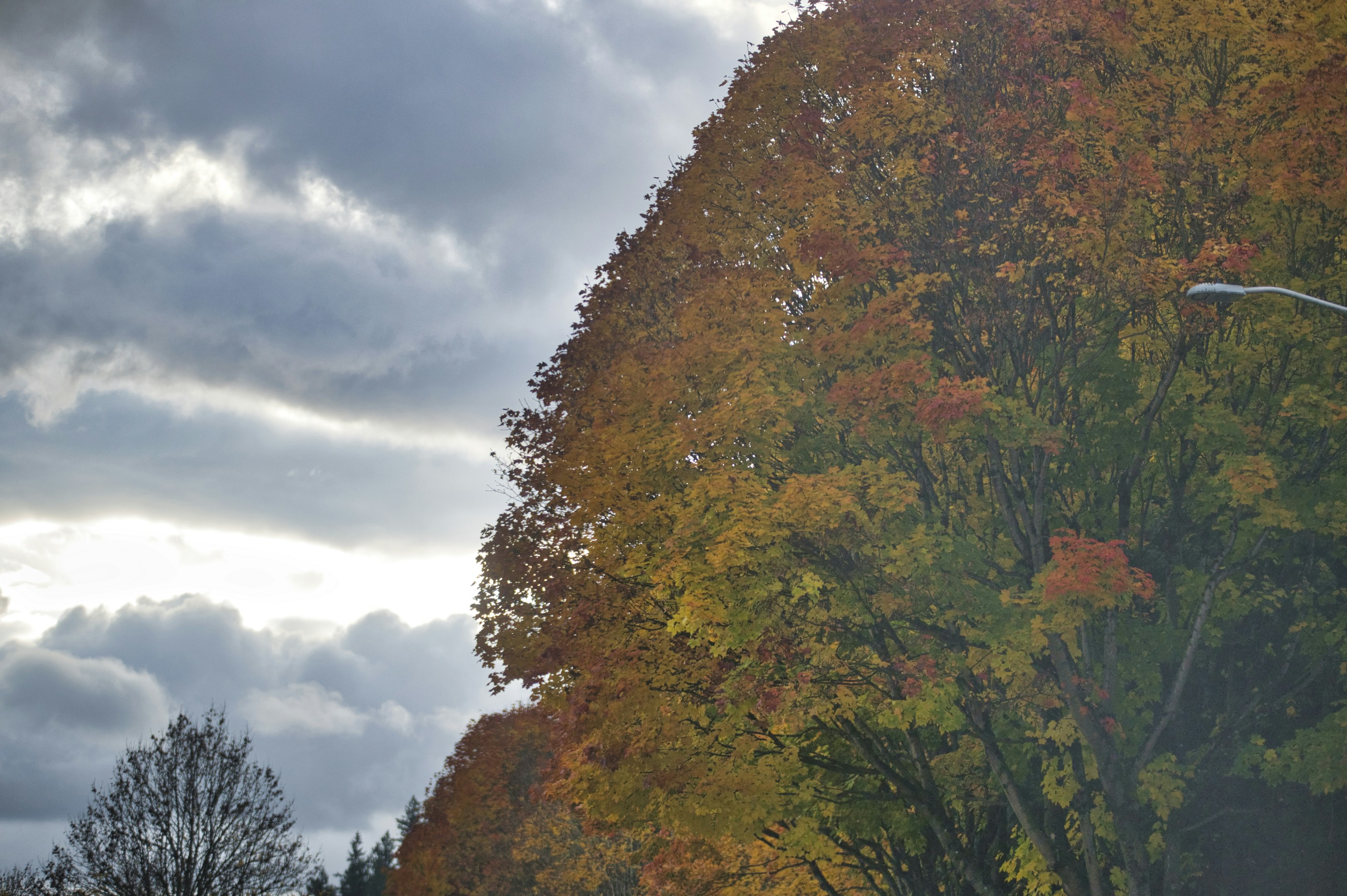 Autumn Tree Canopy Framed by Clouded Sky