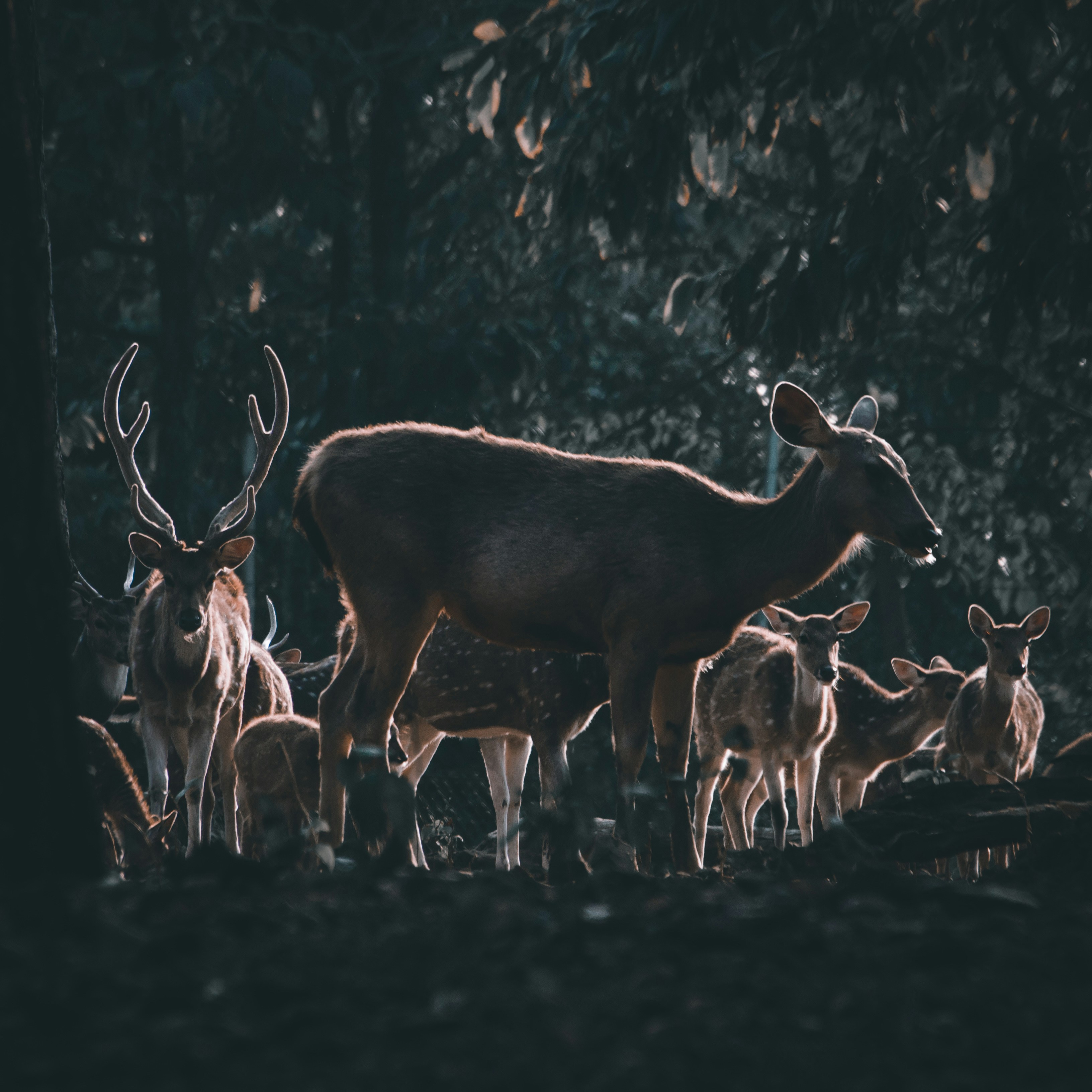 Dusk Herd at the Forest Edge: Rim-Lit Deer in Quiet Shadows