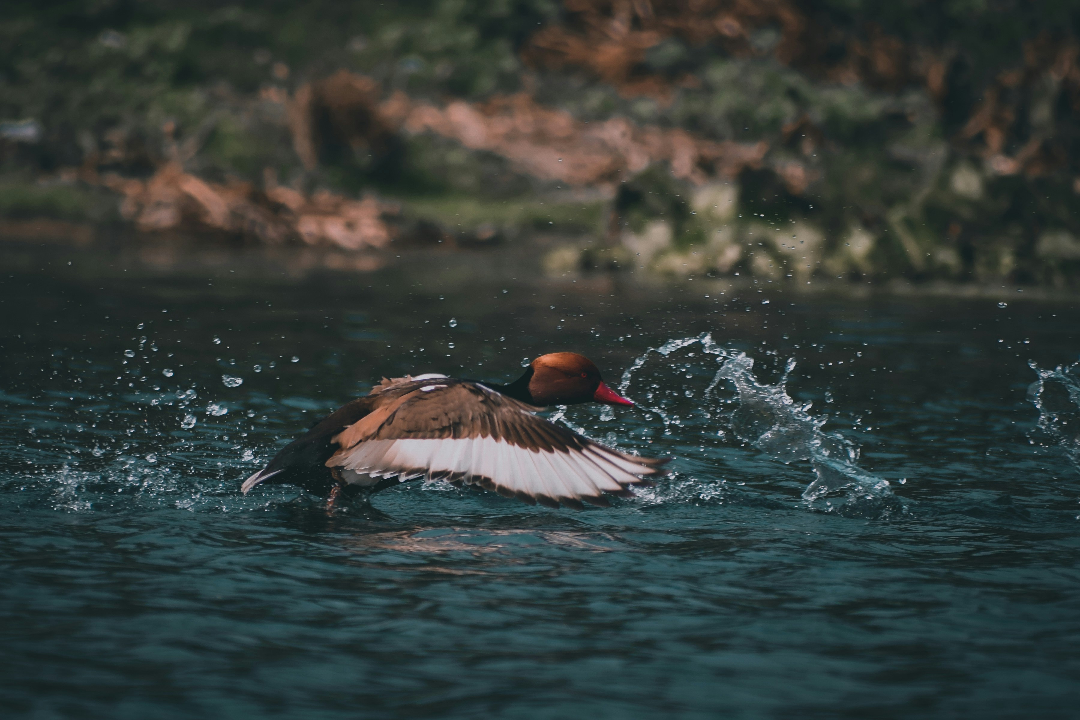 Mid-Splash Bet: A duck surfaces with wings spread in sunlit water