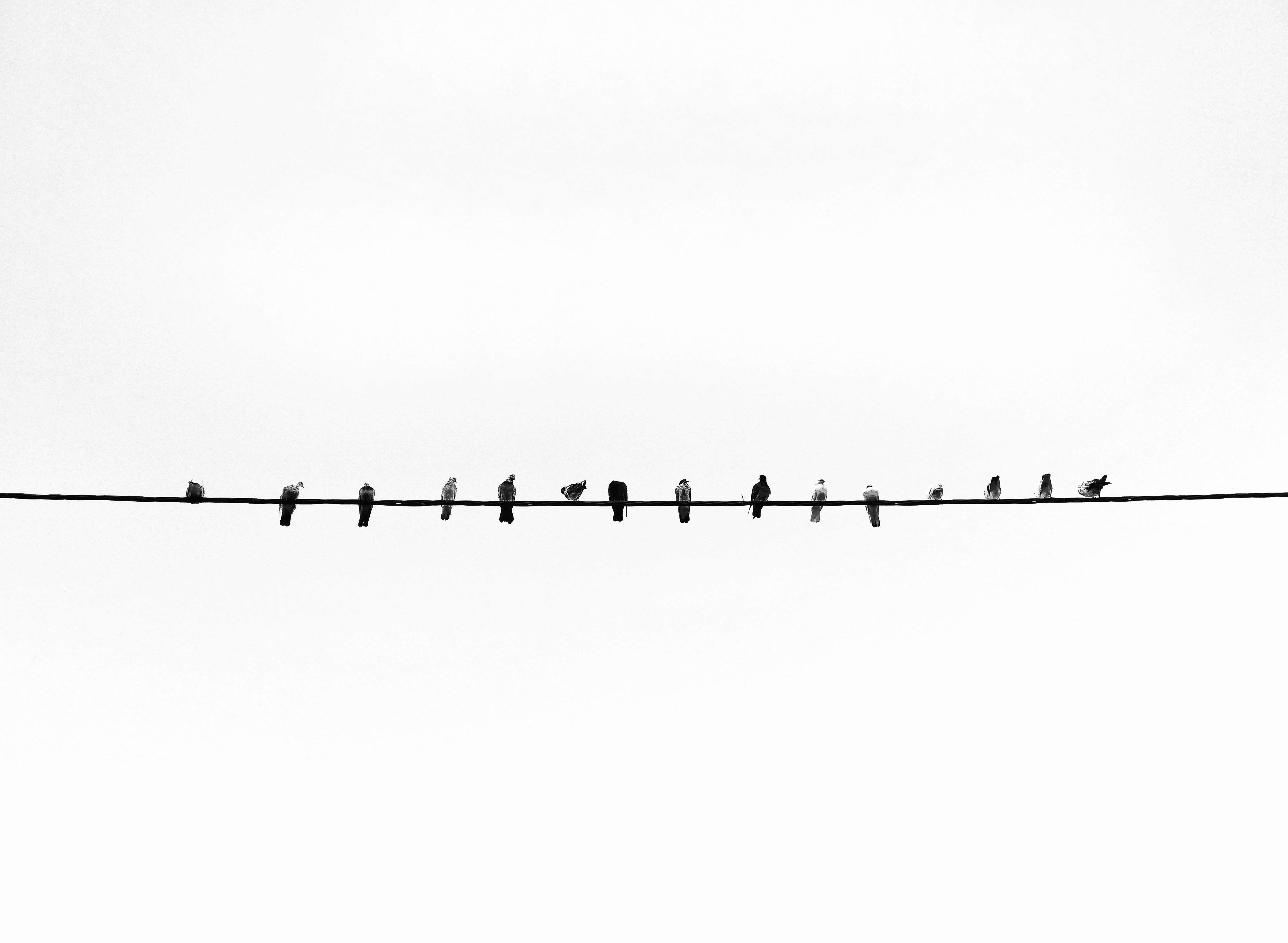 A line of birds perched on a wire against a minimalist white background, showcasing their silhouettes in a serene arrangement.