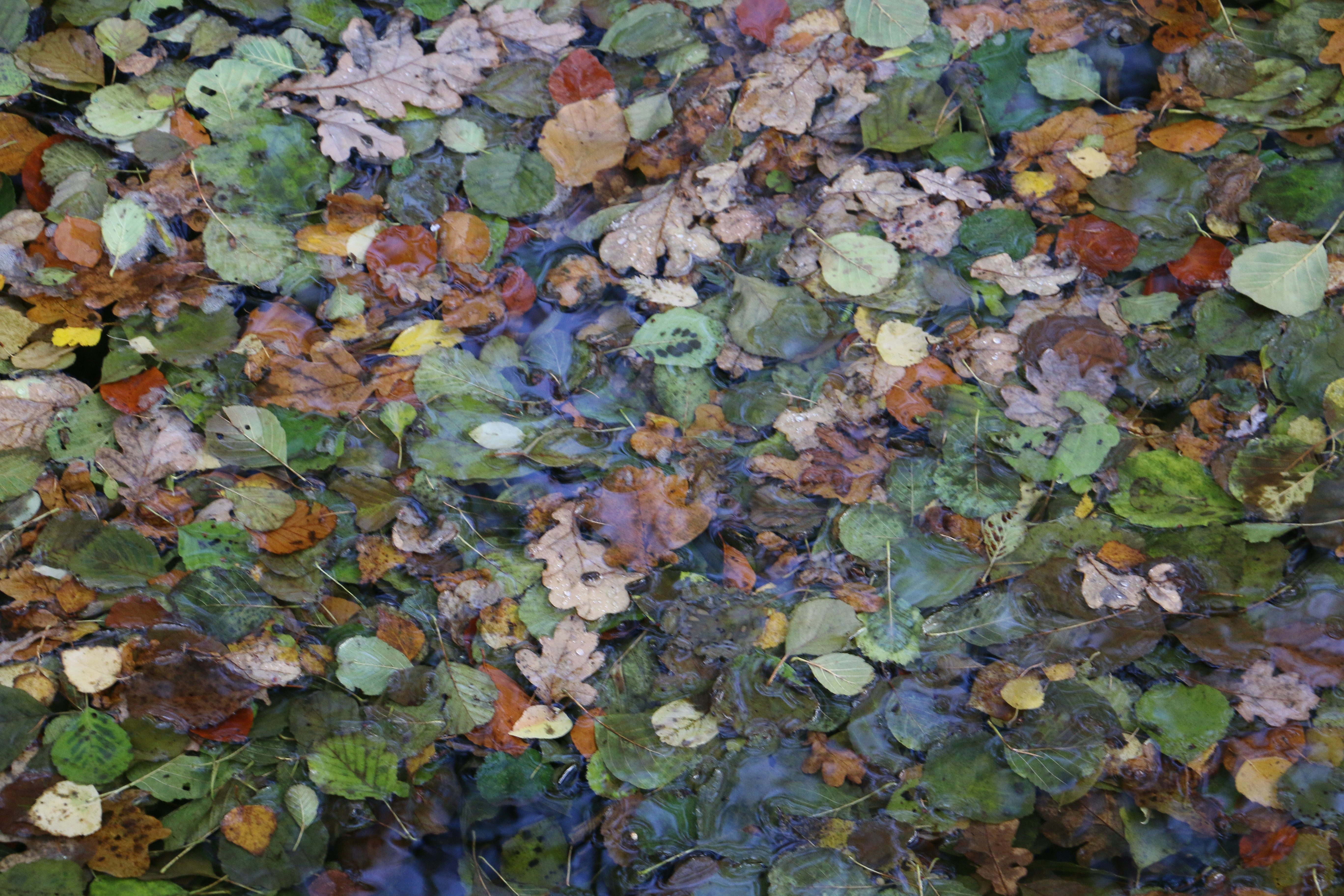 Autumn Leaf Mosaic Drifting Across a Quiet Pond Surface