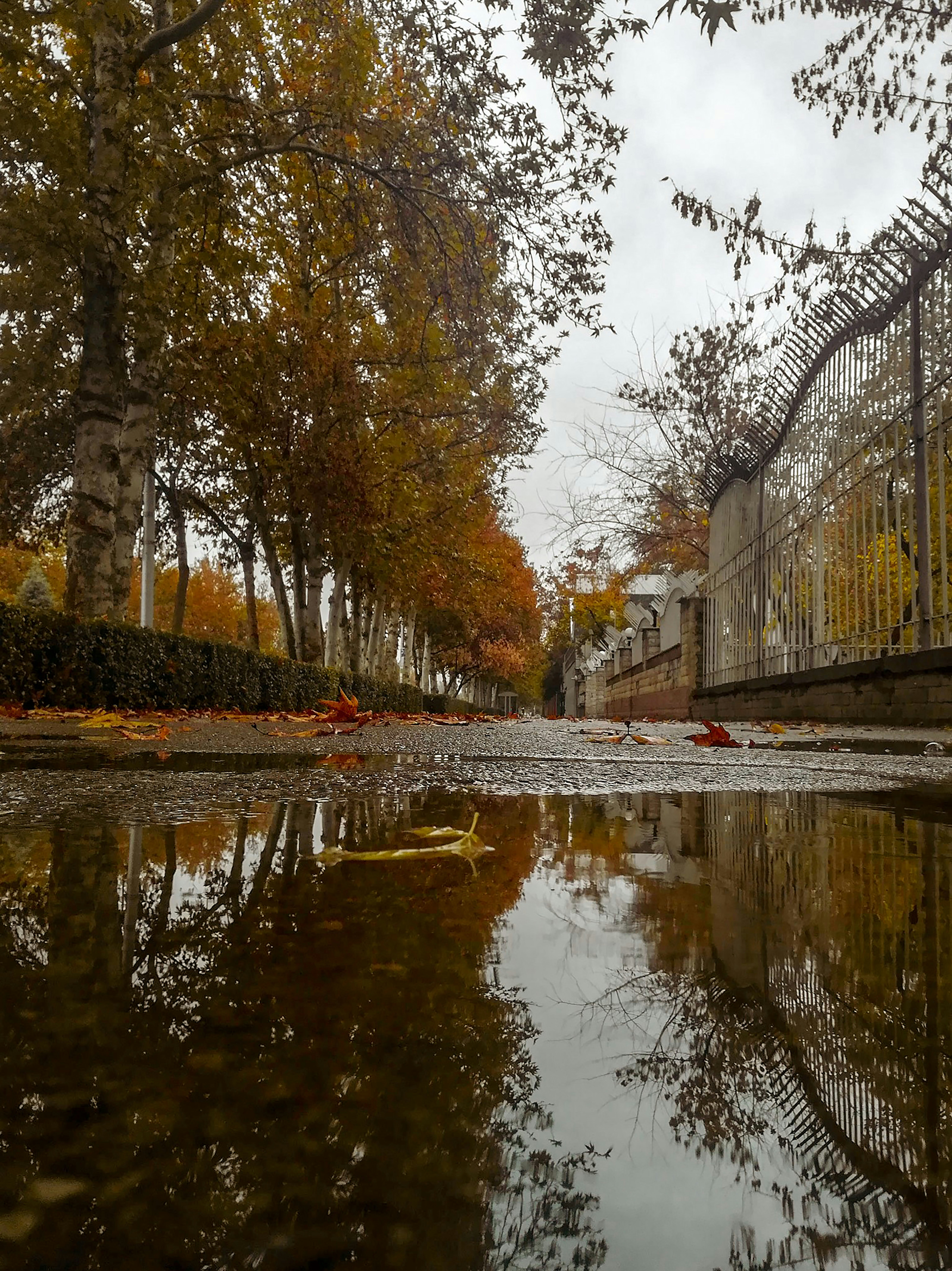 Vibrant autumn leaves reflected in a puddle along a tree-lined pathway, capturing the essence of the season's tranquility.