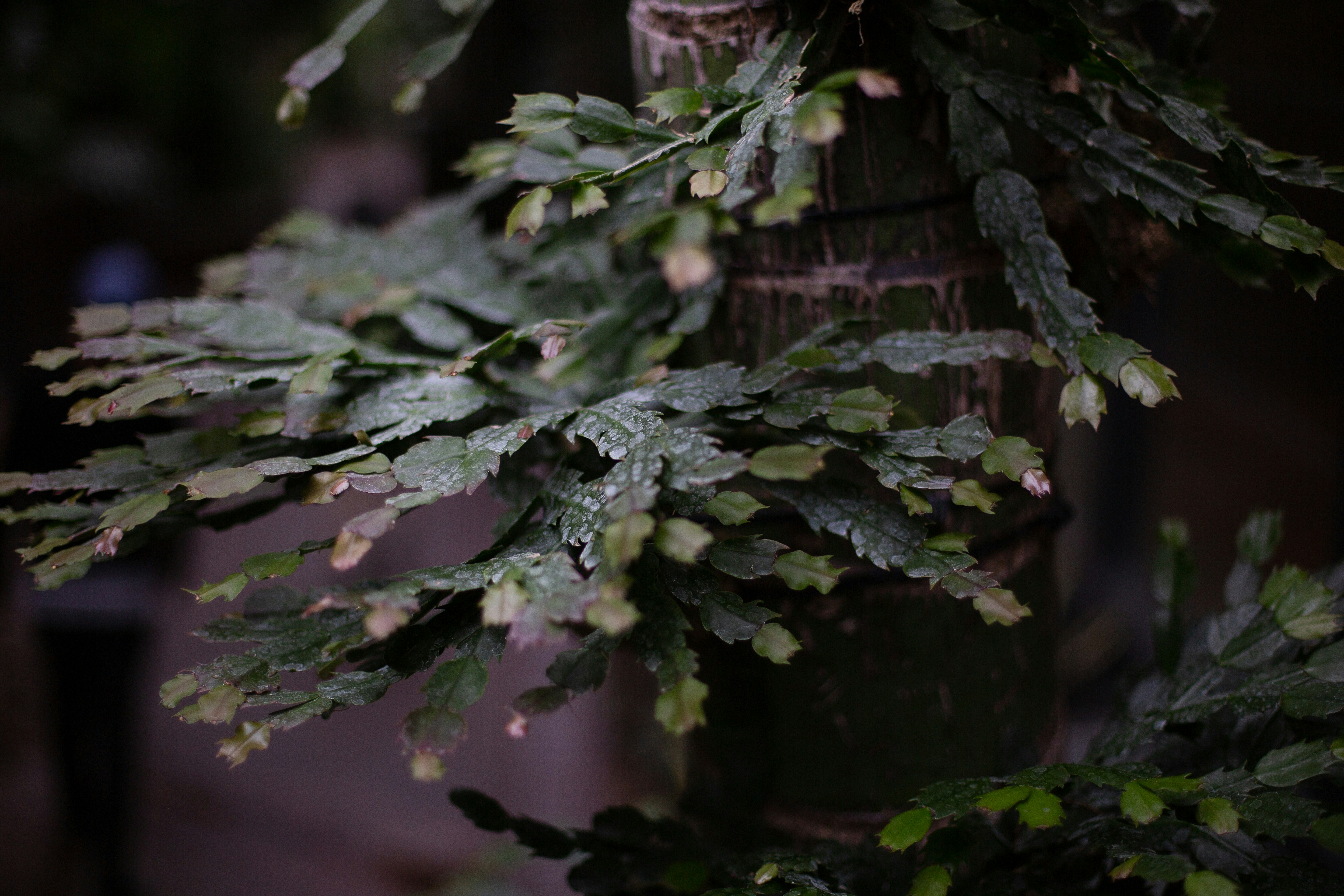 Close-up of vibrant green leaves clinging to a textured tree trunk, showcasing intricate details and natural beauty.