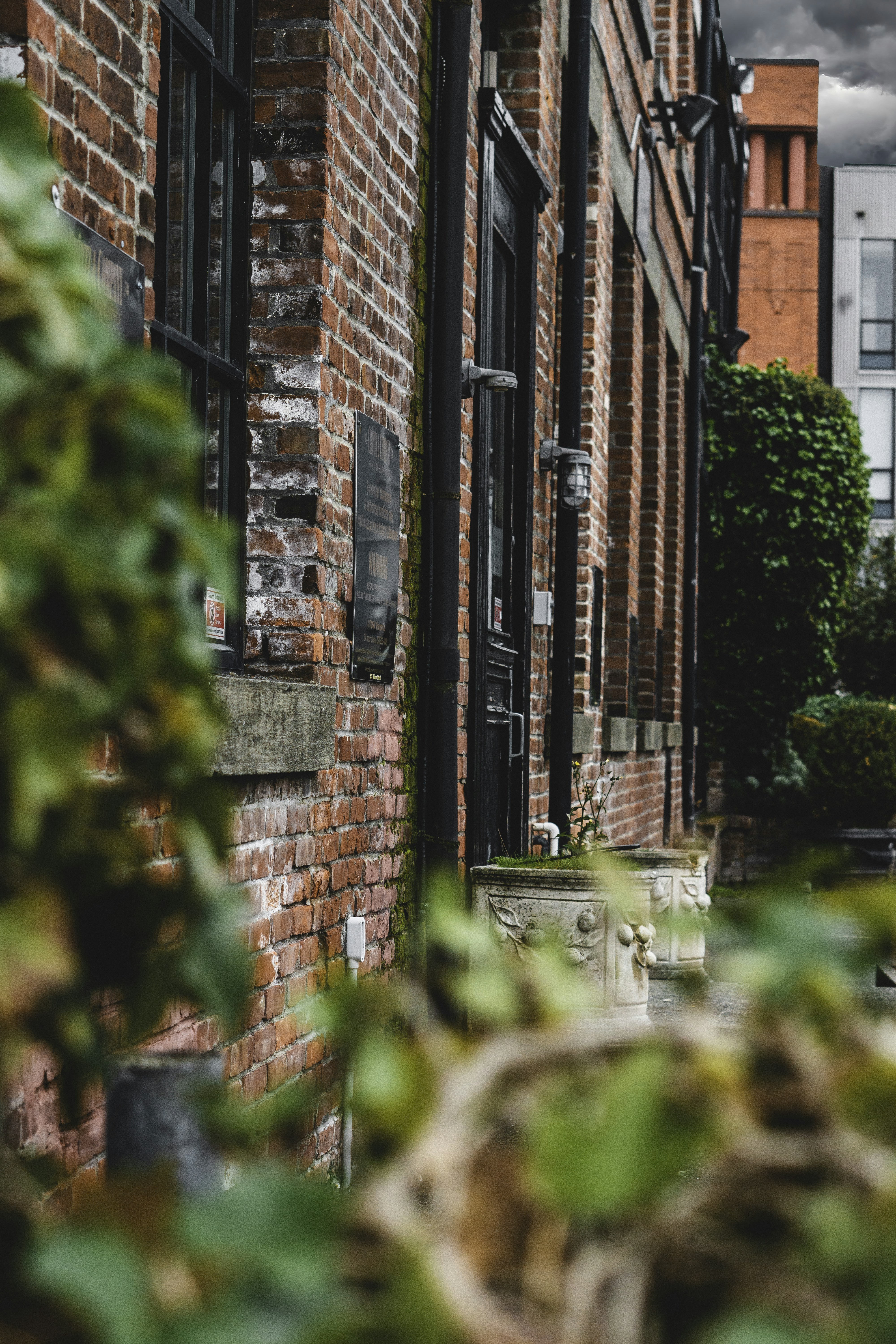 Weathered brick wall adorned with creeping vines, showcasing the contrast between nature and urban architecture.